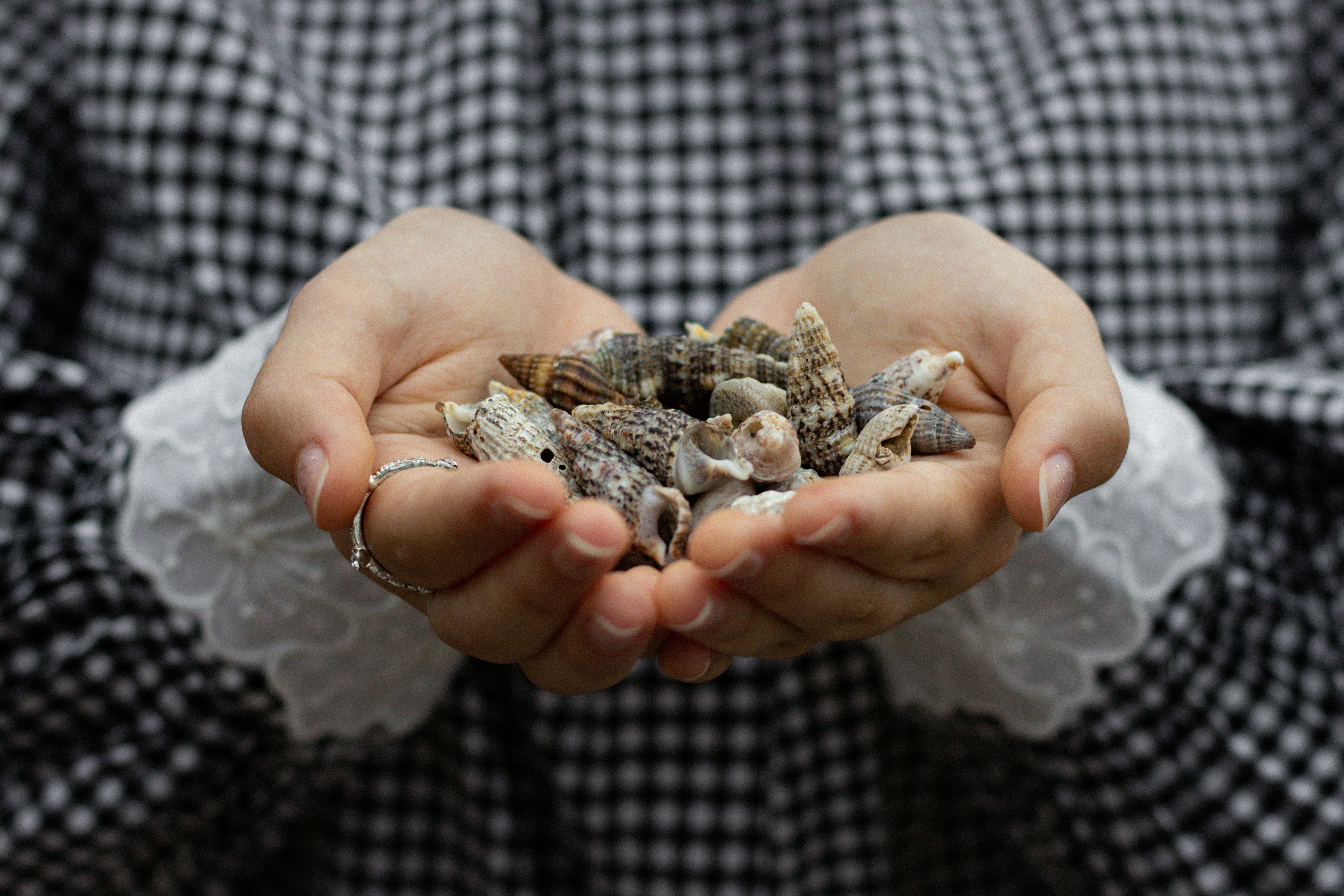 Hands cradling an assortment of seashells, showcasing their intricate textures and colors against a checkered fabric backdrop.