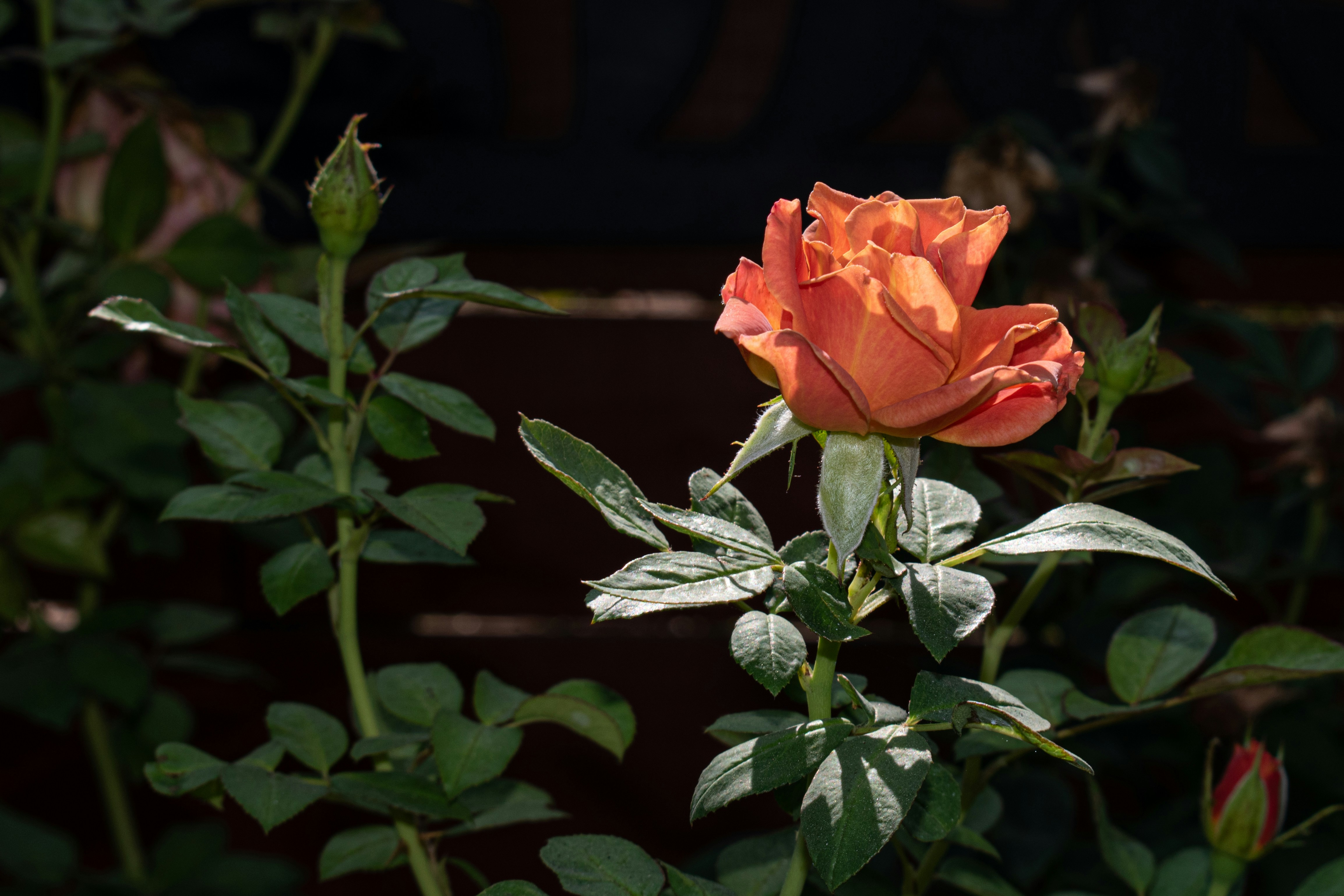 Amber Rose in Partial Shade: A Single Bloom in Focus