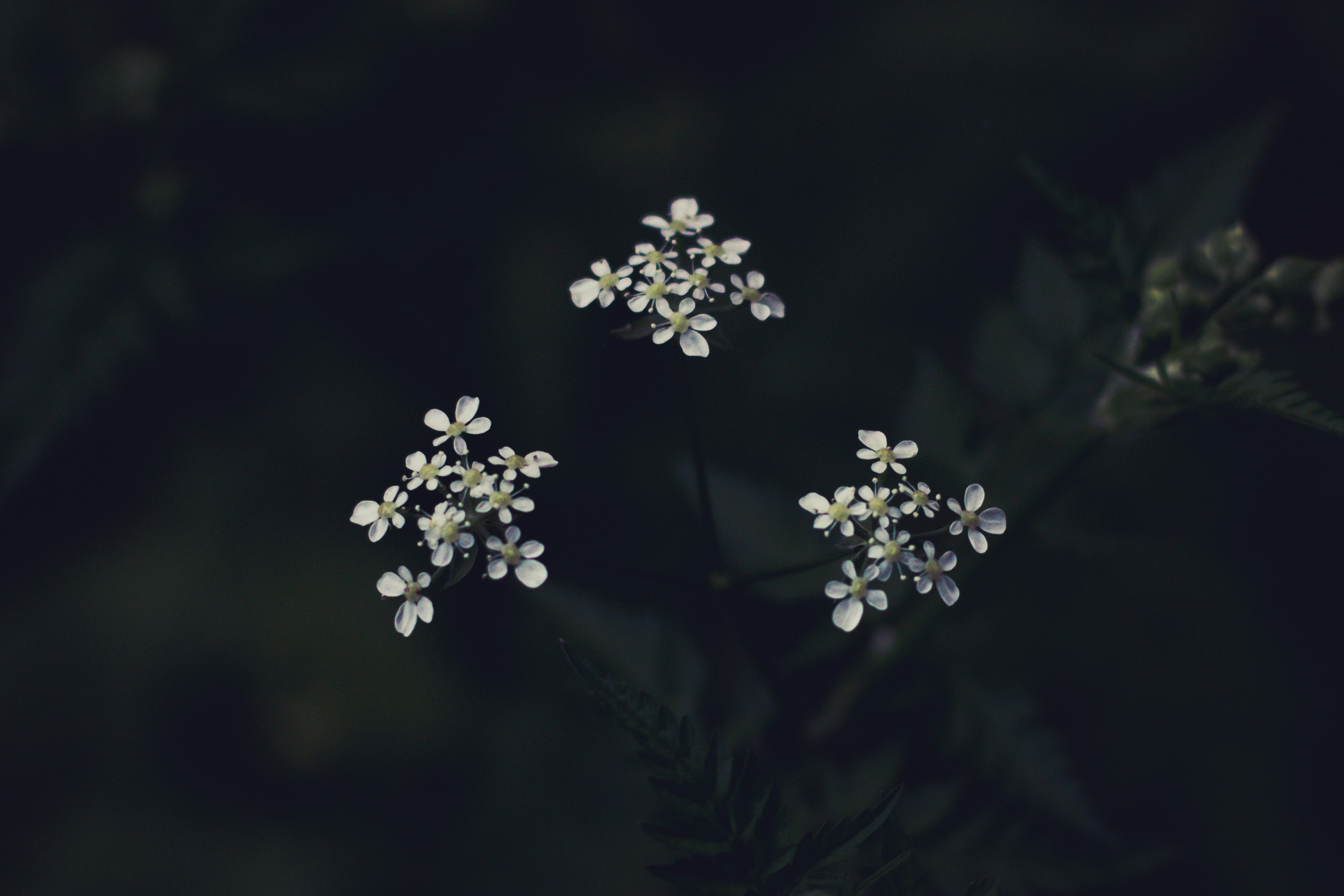 Delicate white flowers clustered together amidst dark foliage, evoking a serene nighttime ambiance.