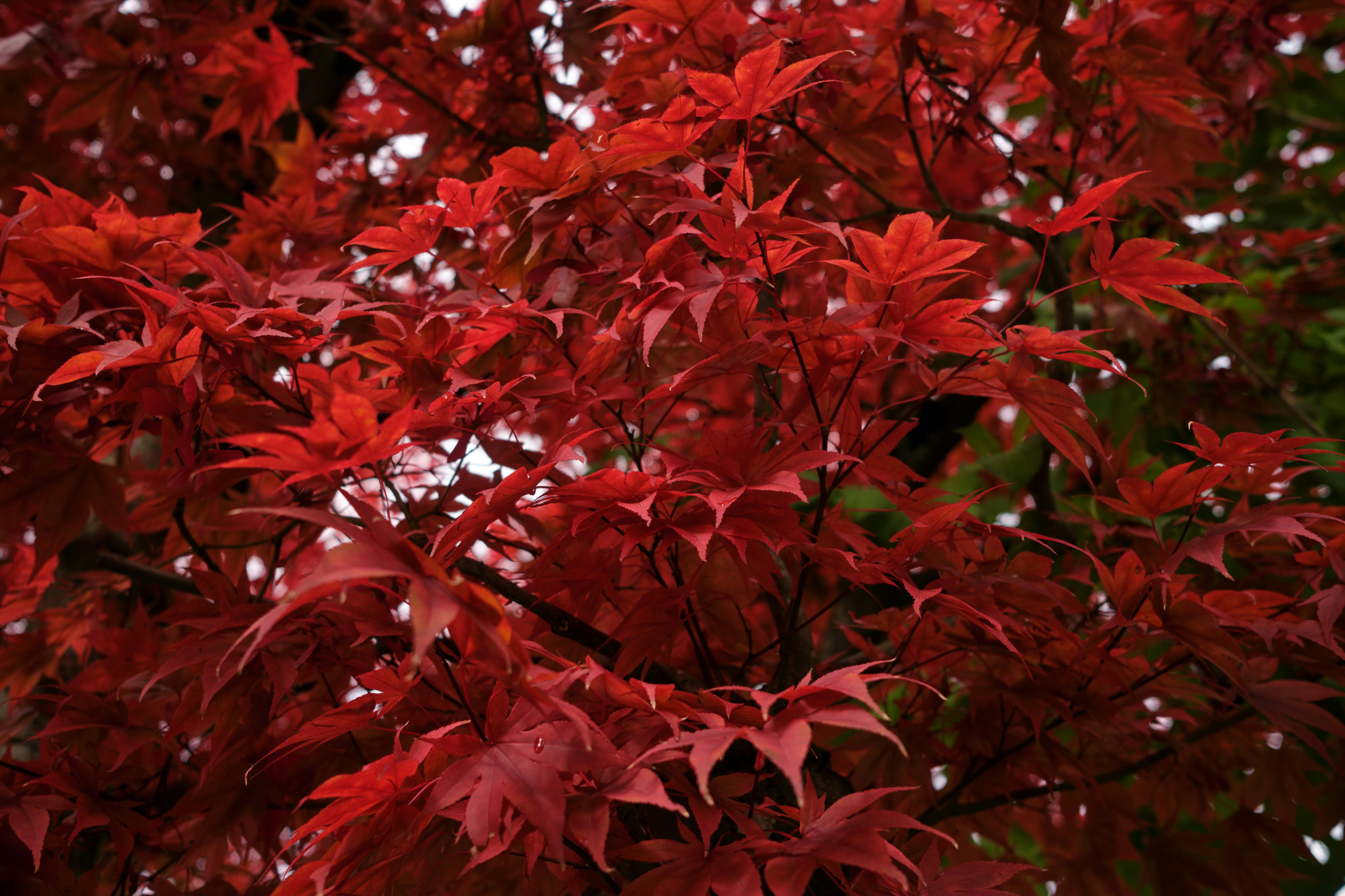 Crimson Maple Canopy: a close-up of fiery red leaves weaving a delicate lace