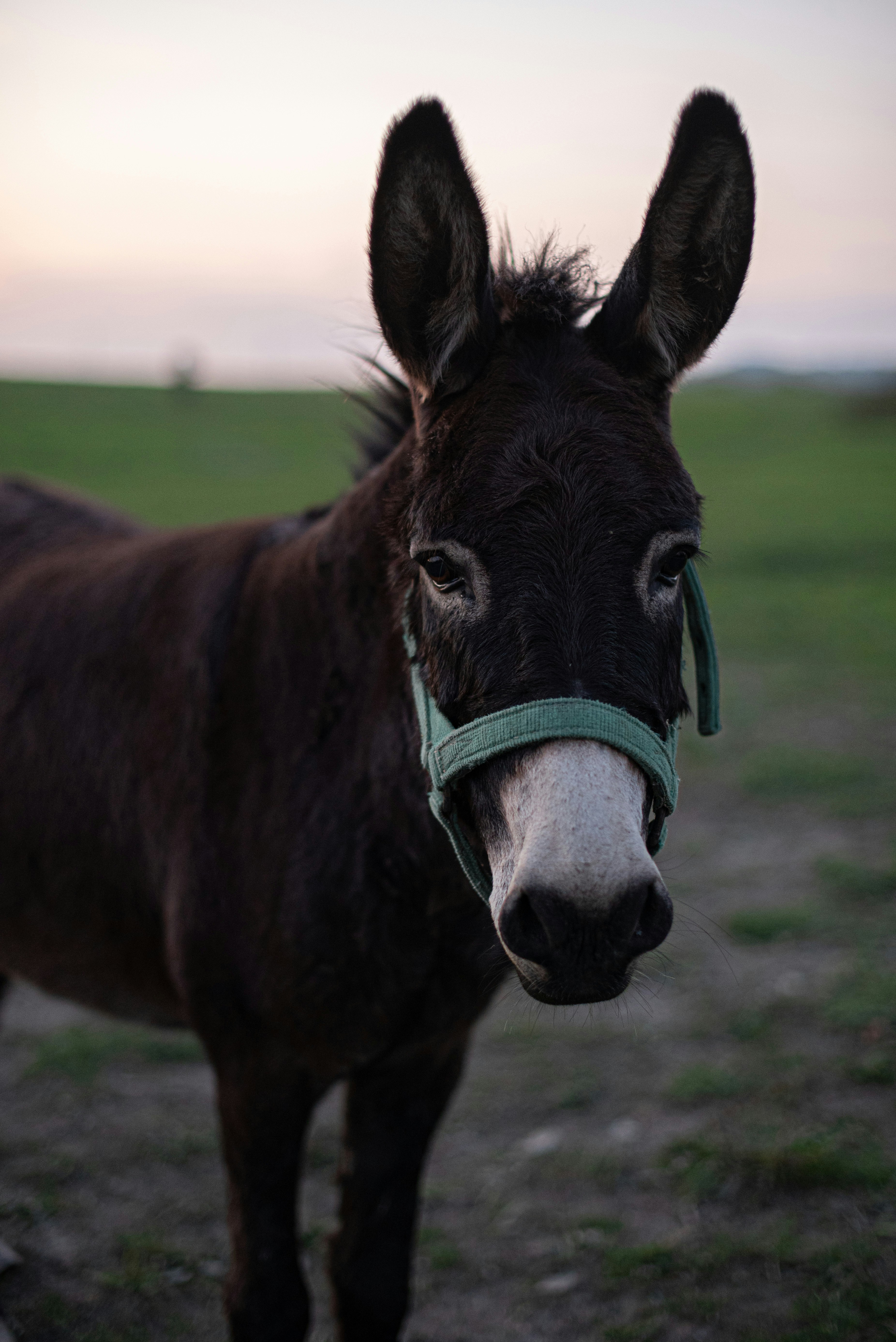 Dawn at the Donkey Gate: A Close Encounter