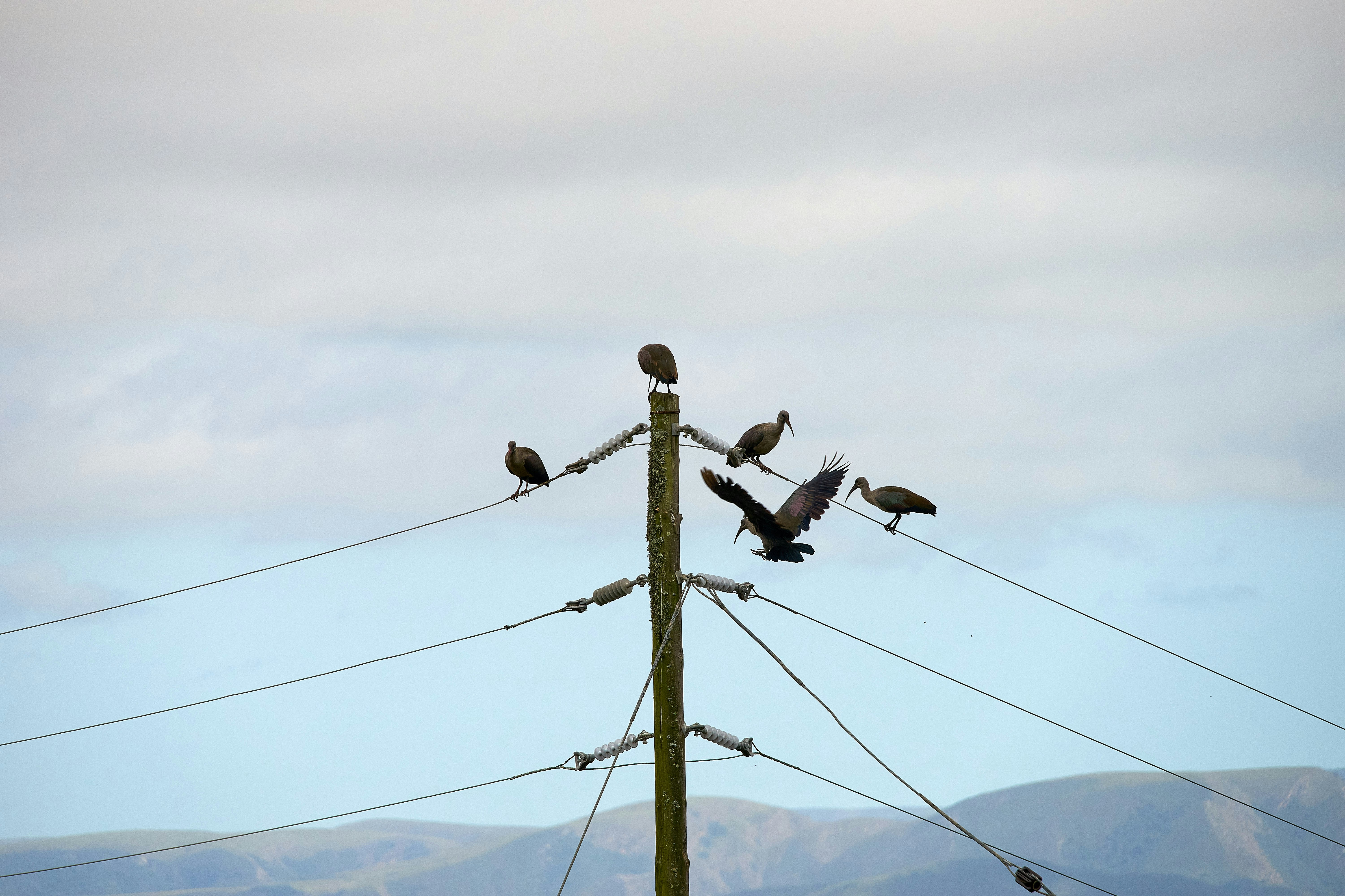 Poletop Birds: A Choir of Vagrants on a Wire