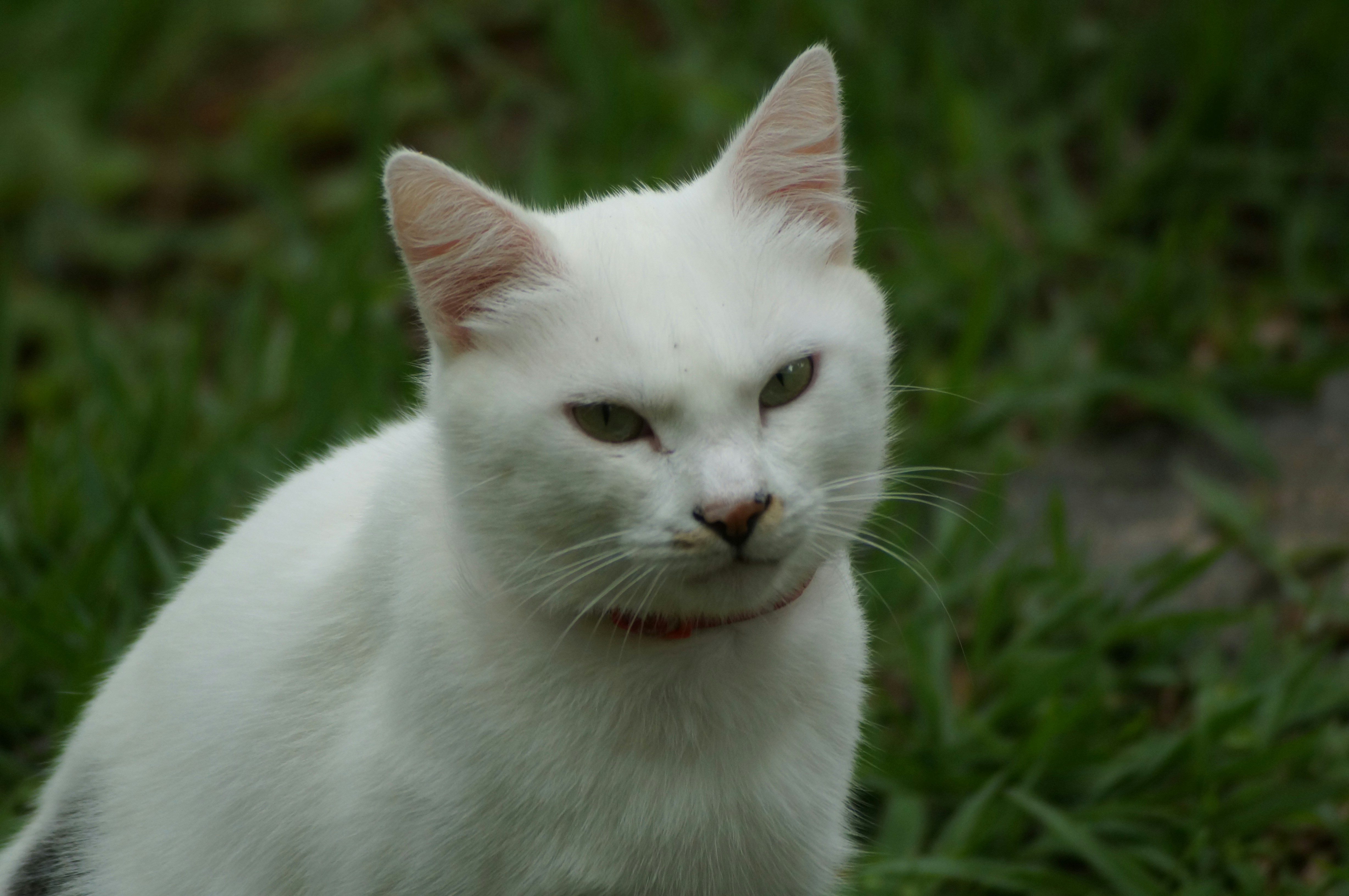 White cat with piercing green eyes gazes intently amidst lush grass.