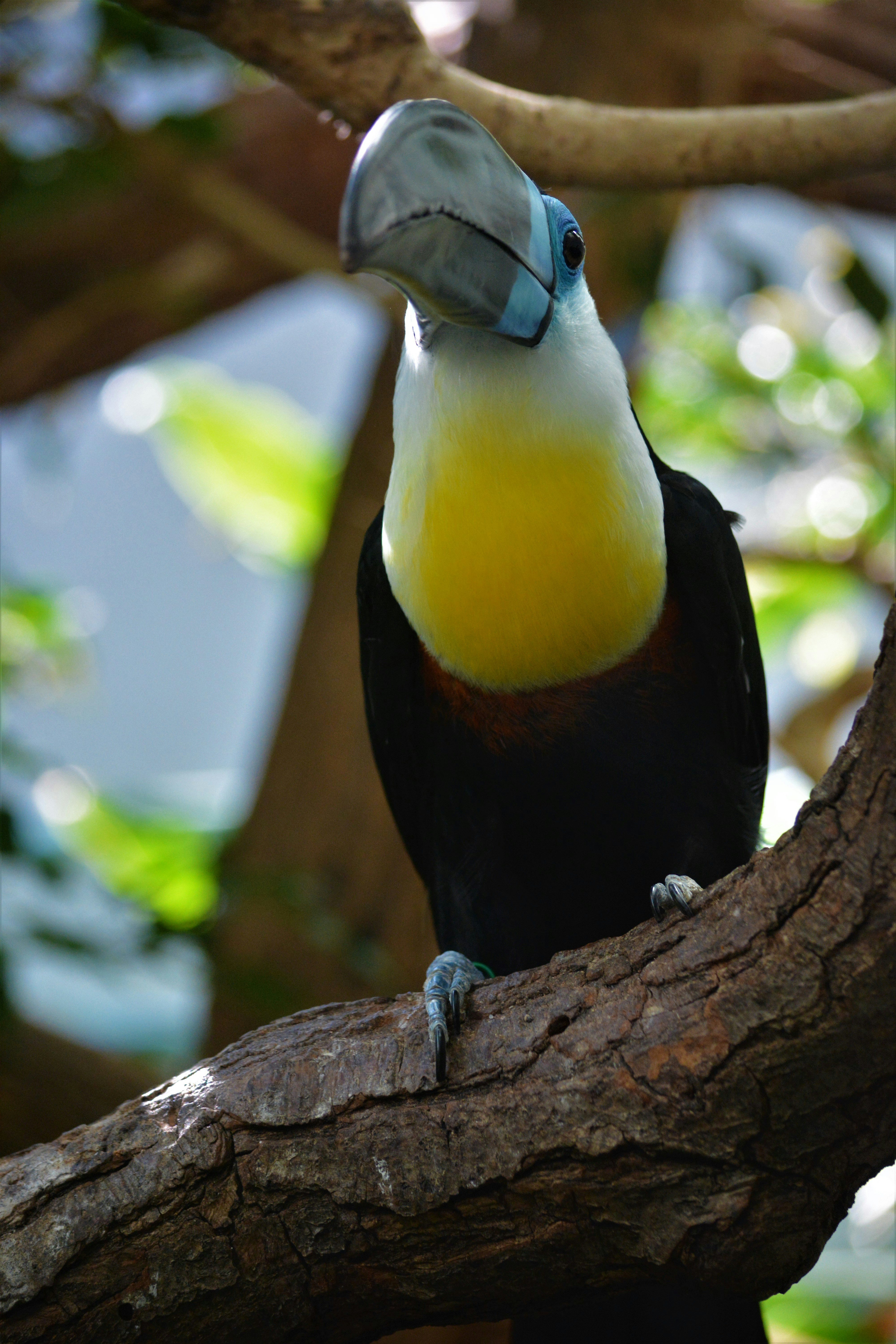 Toucan perched on a tree branch, showcasing its colorful beak and striking plumage amidst a lush green backdrop.