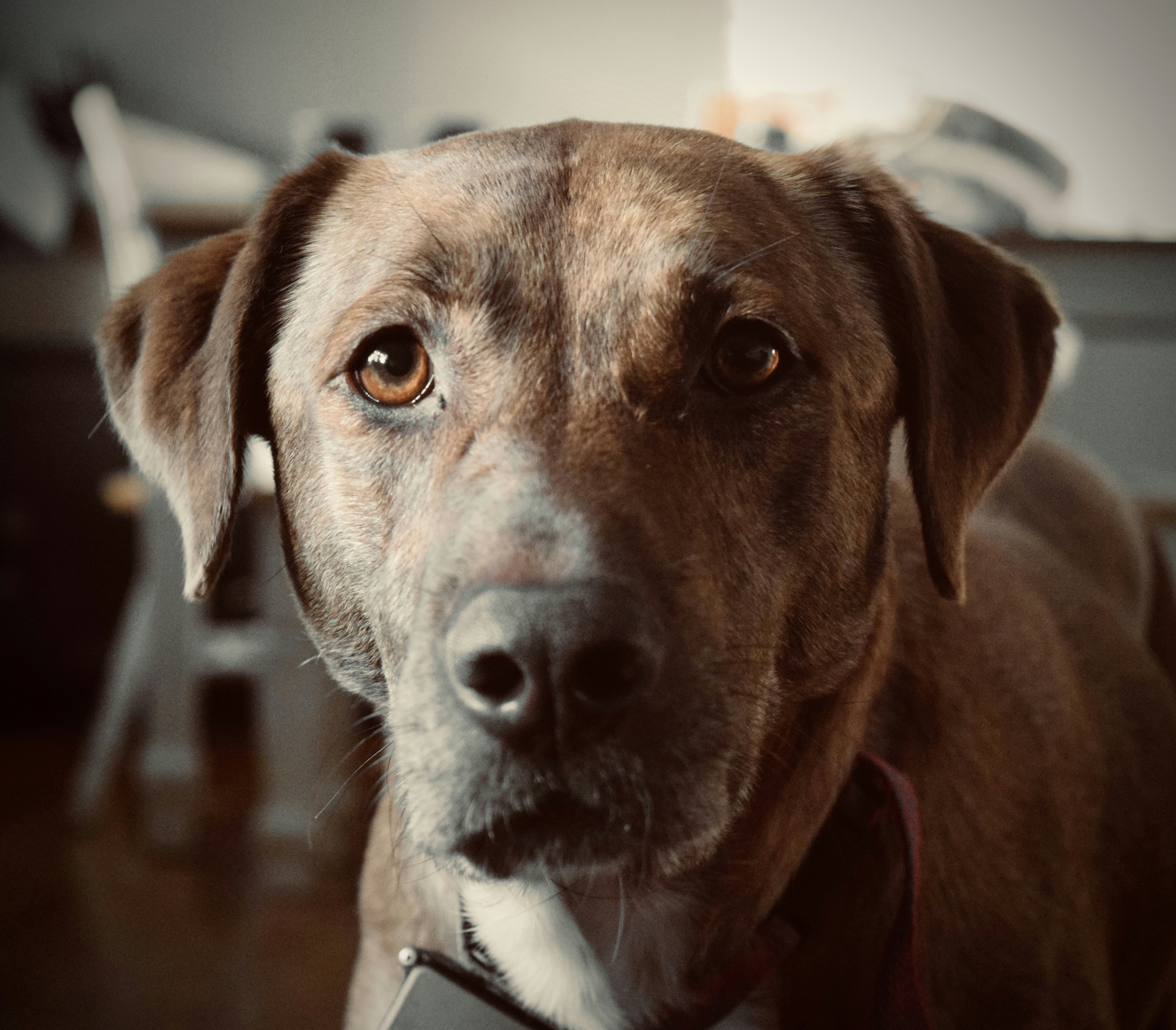 Brown Terrier Lab Mix