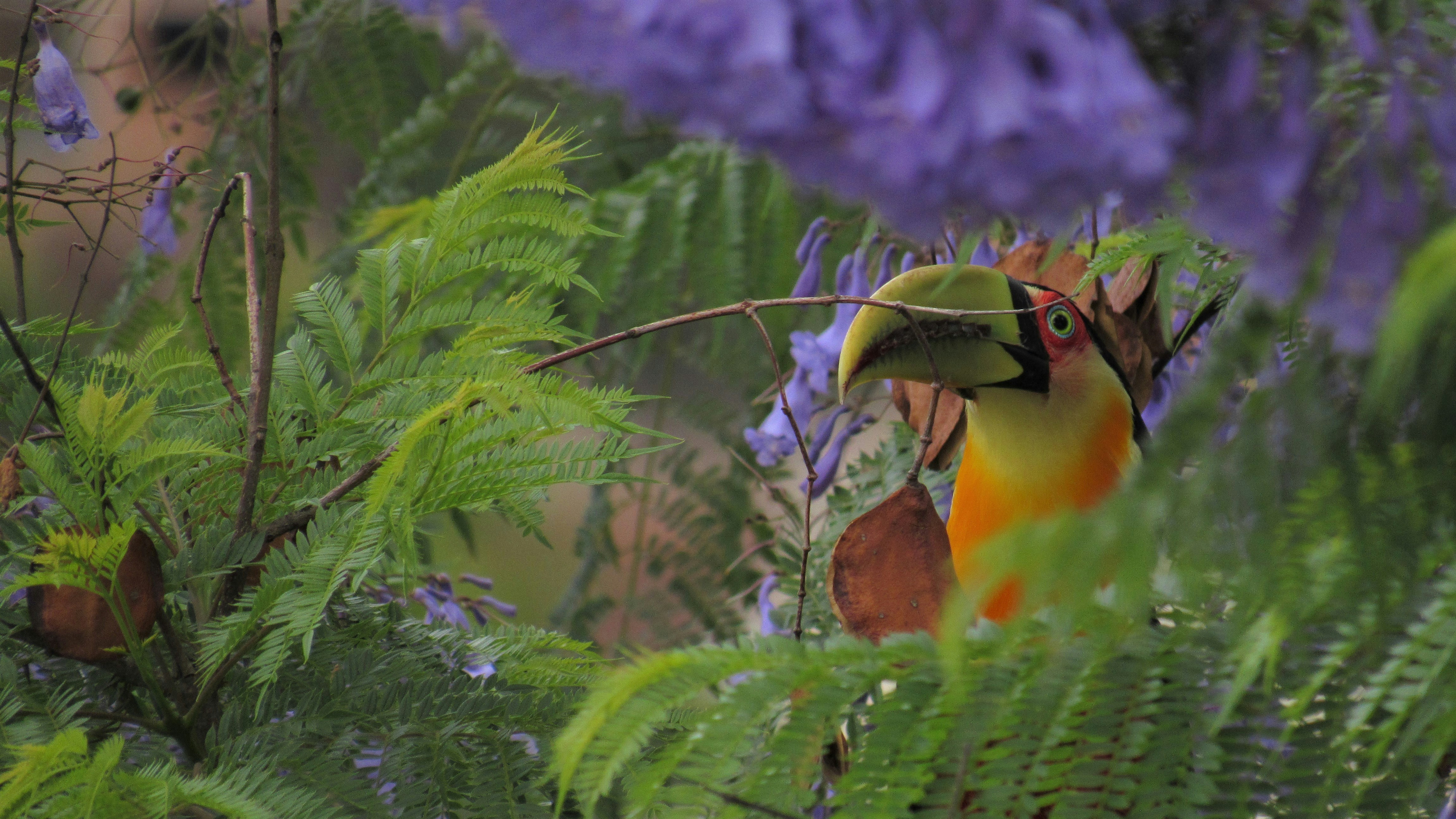 Scarlet-breasted toucan perches among lush ferns with hanging purple blossoms in a tropical garden.