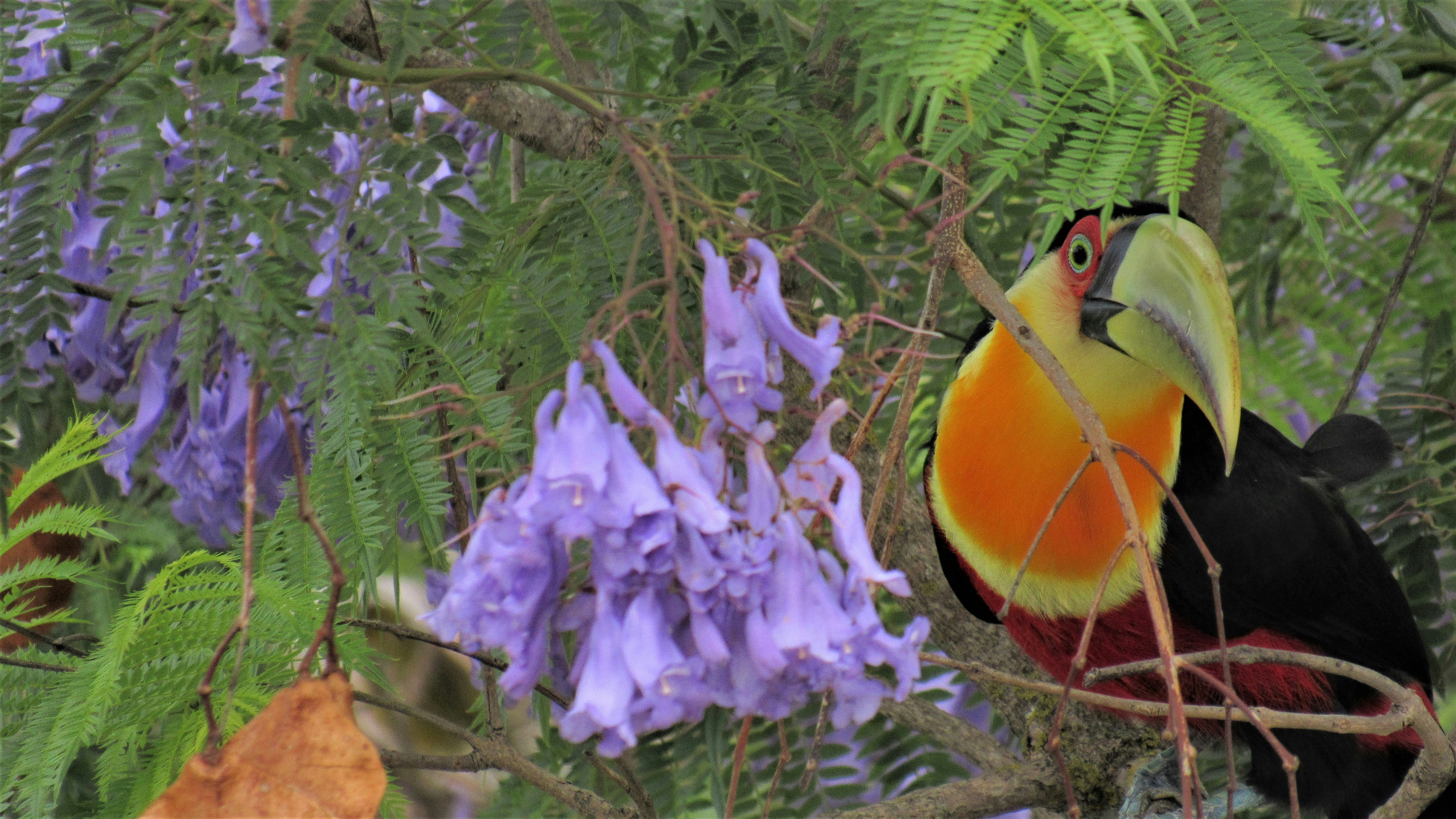 A vibrant toucan perched among purple flowers, showcasing its striking colors and intricate details against a lush green backdrop.