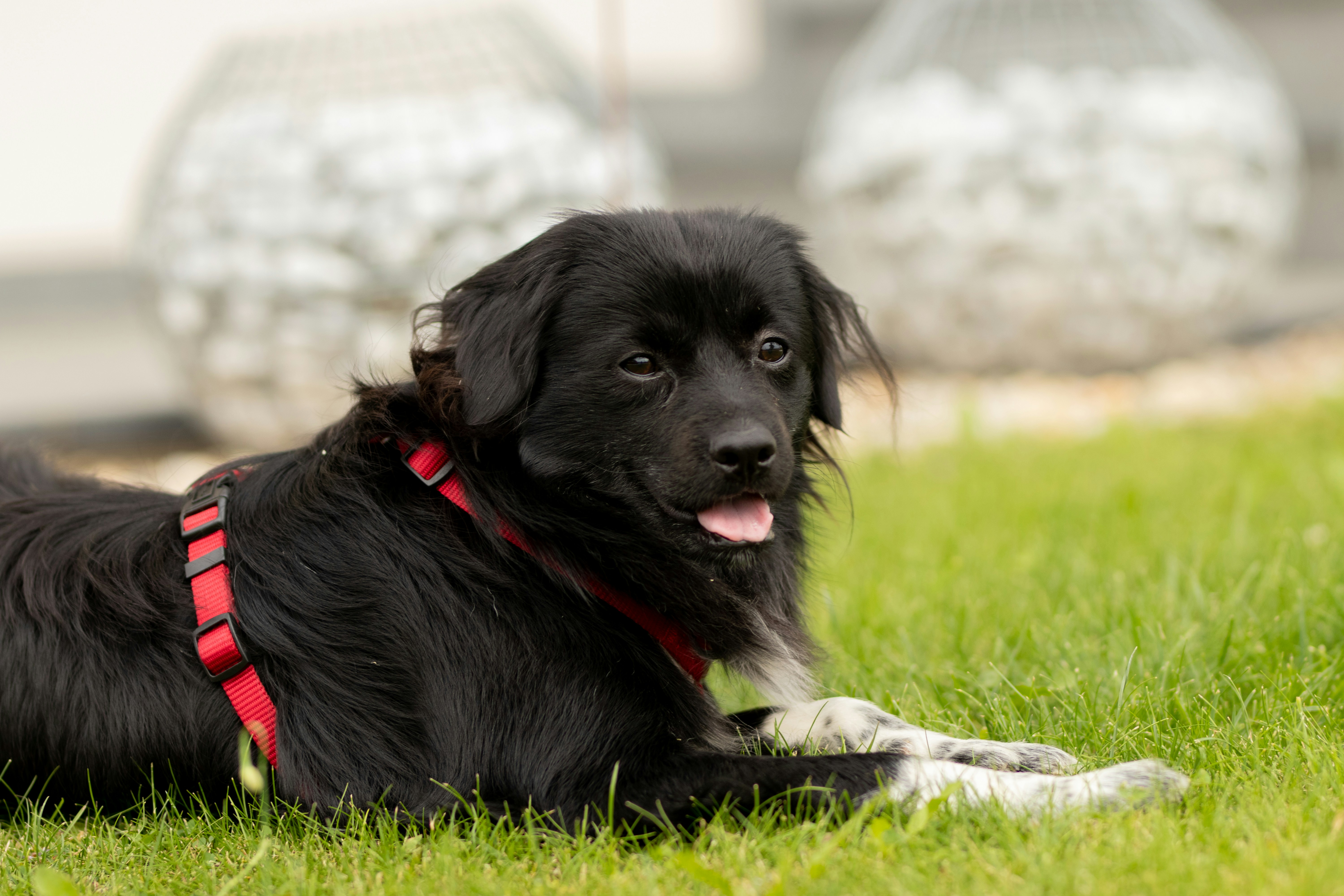 Black Labrador Retriever Border Collie Mix