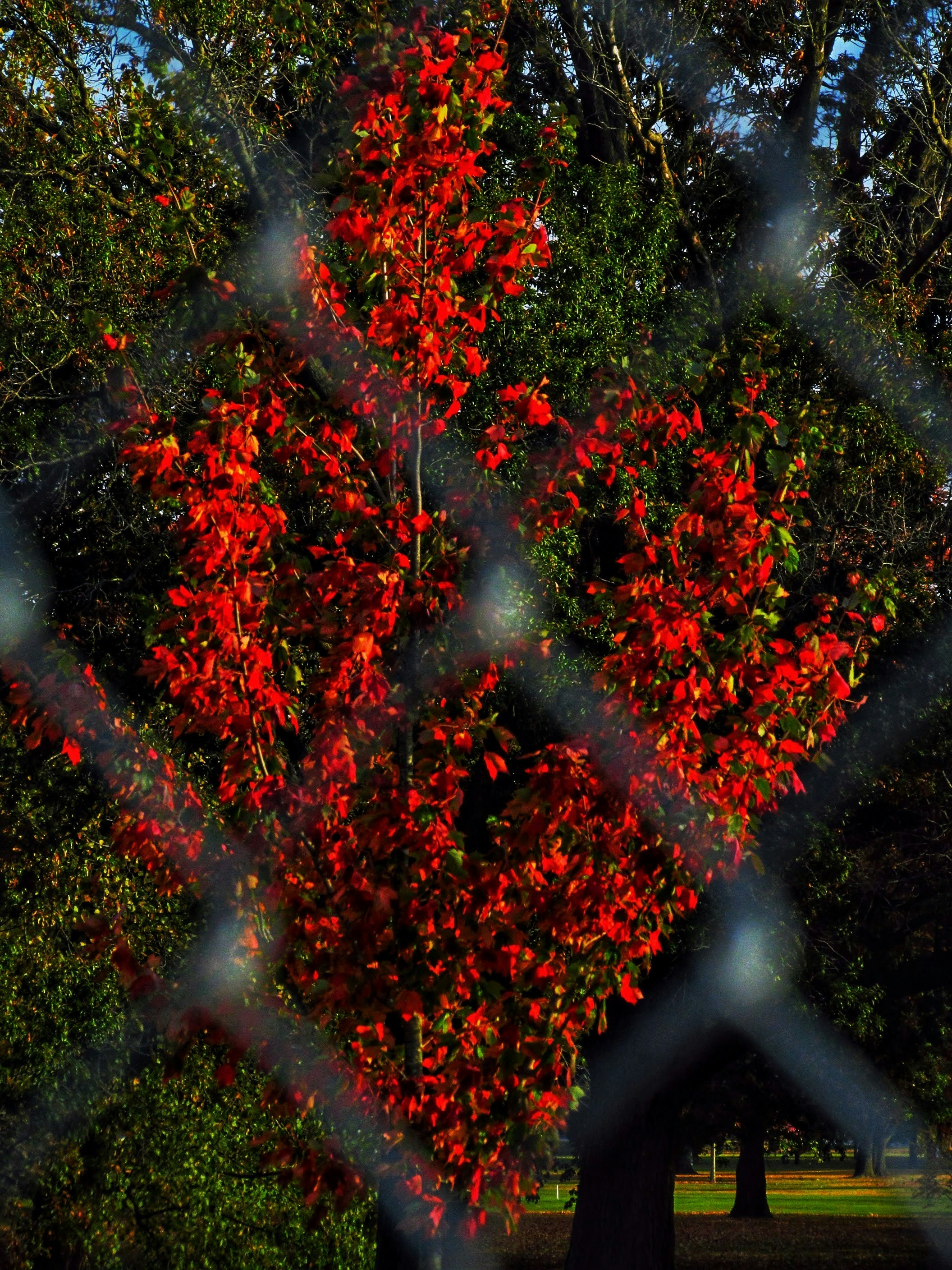 Vibrant red leaves of a tree stand out against a backdrop of greenery, partially obscured by a chain-link fence.
