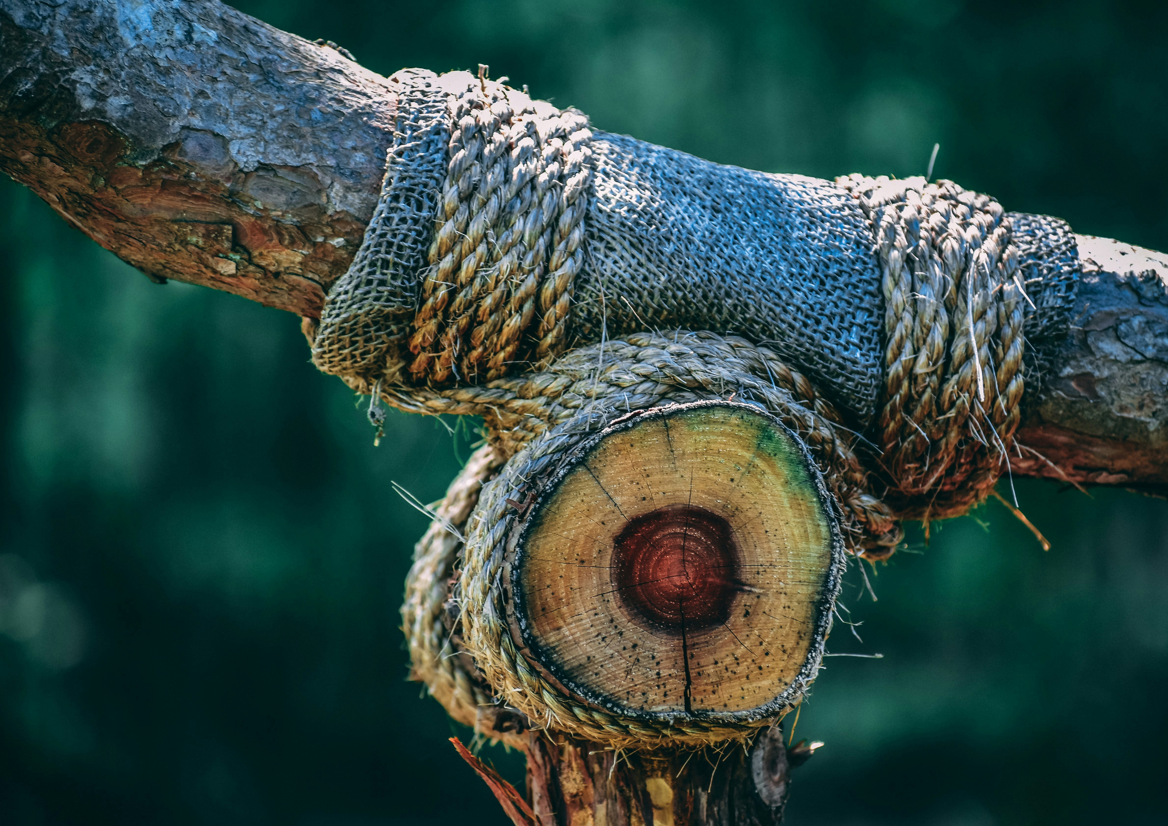 Cross-Section of Tied Timber: A Log’s Constrained Portrait