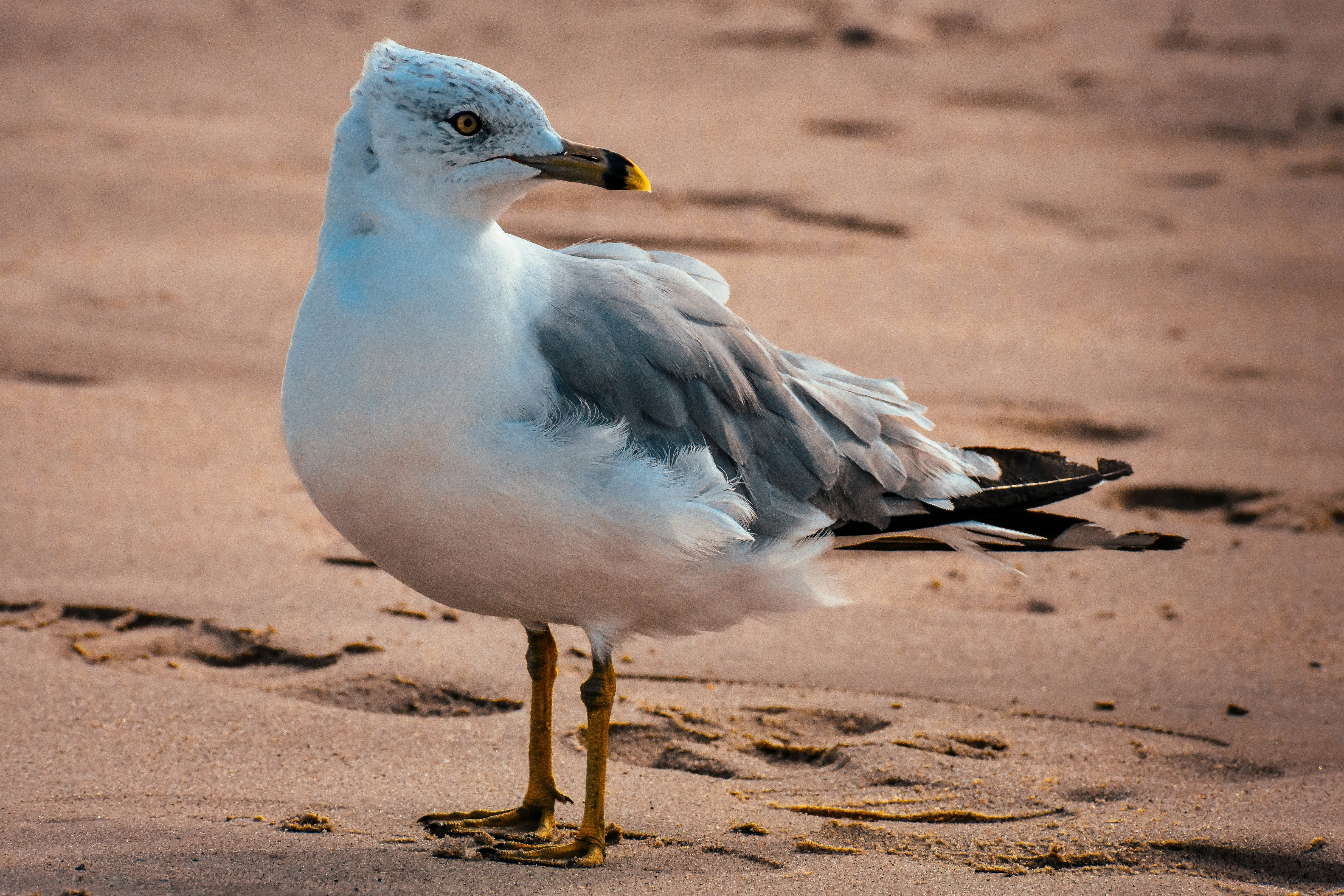 White and gray seagull standing on sunlit sandy beach during daytime.