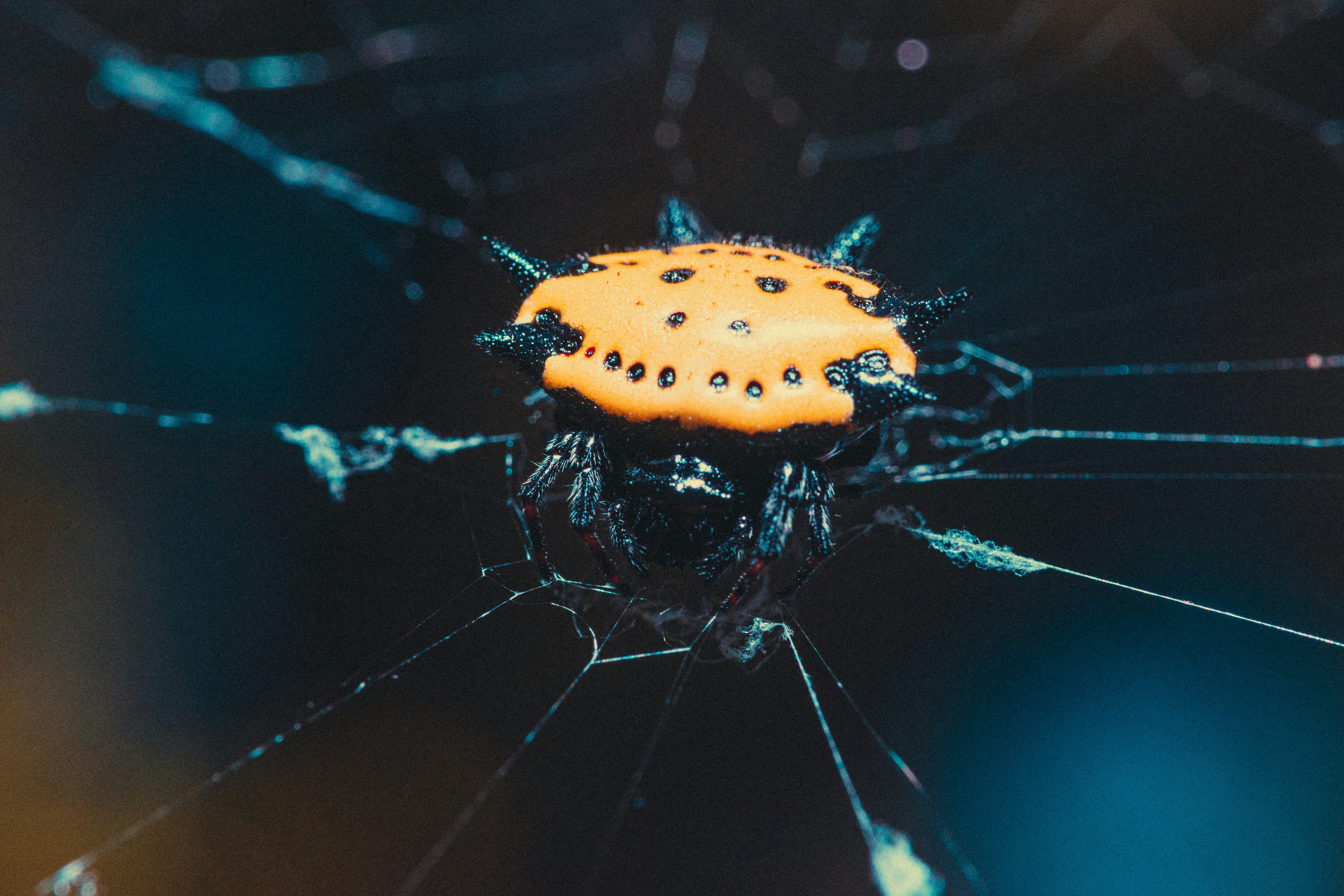 Amber Orbweaver at the Center of a Glowing Silk Web