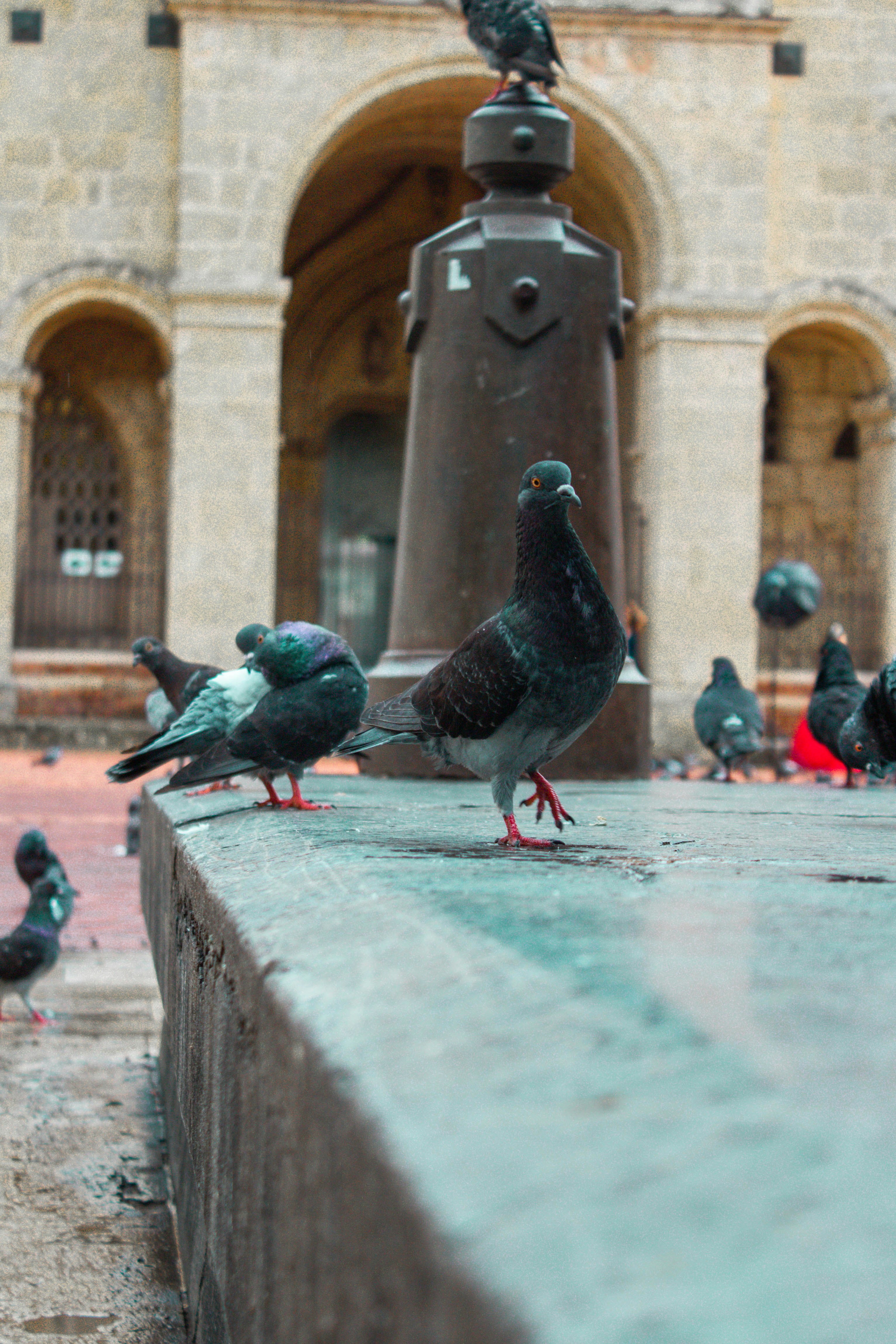Perched Flock at a Historic Fountain