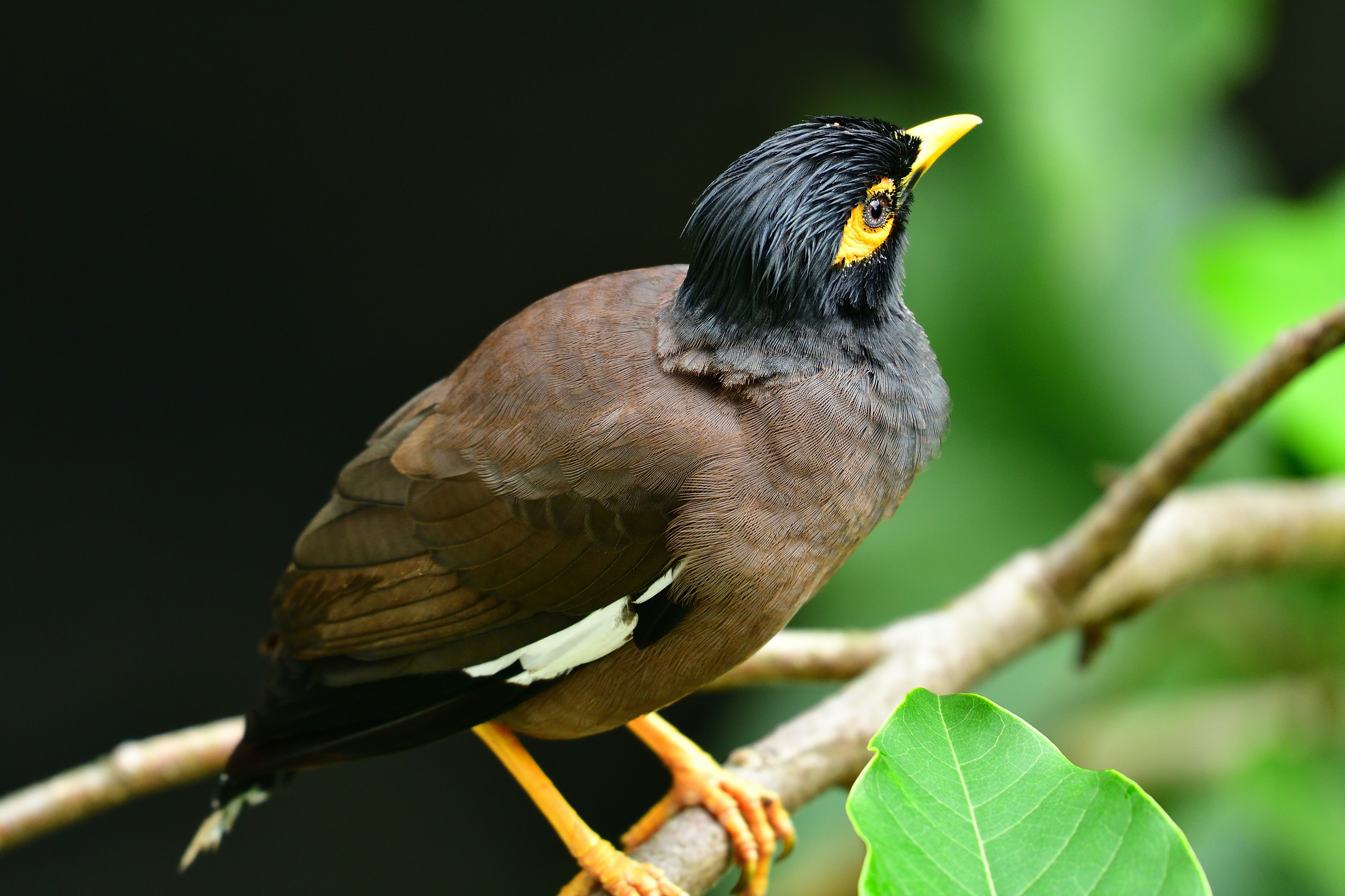 30,000+ Myna Bird Pictures | Download Free Images on Unsplash