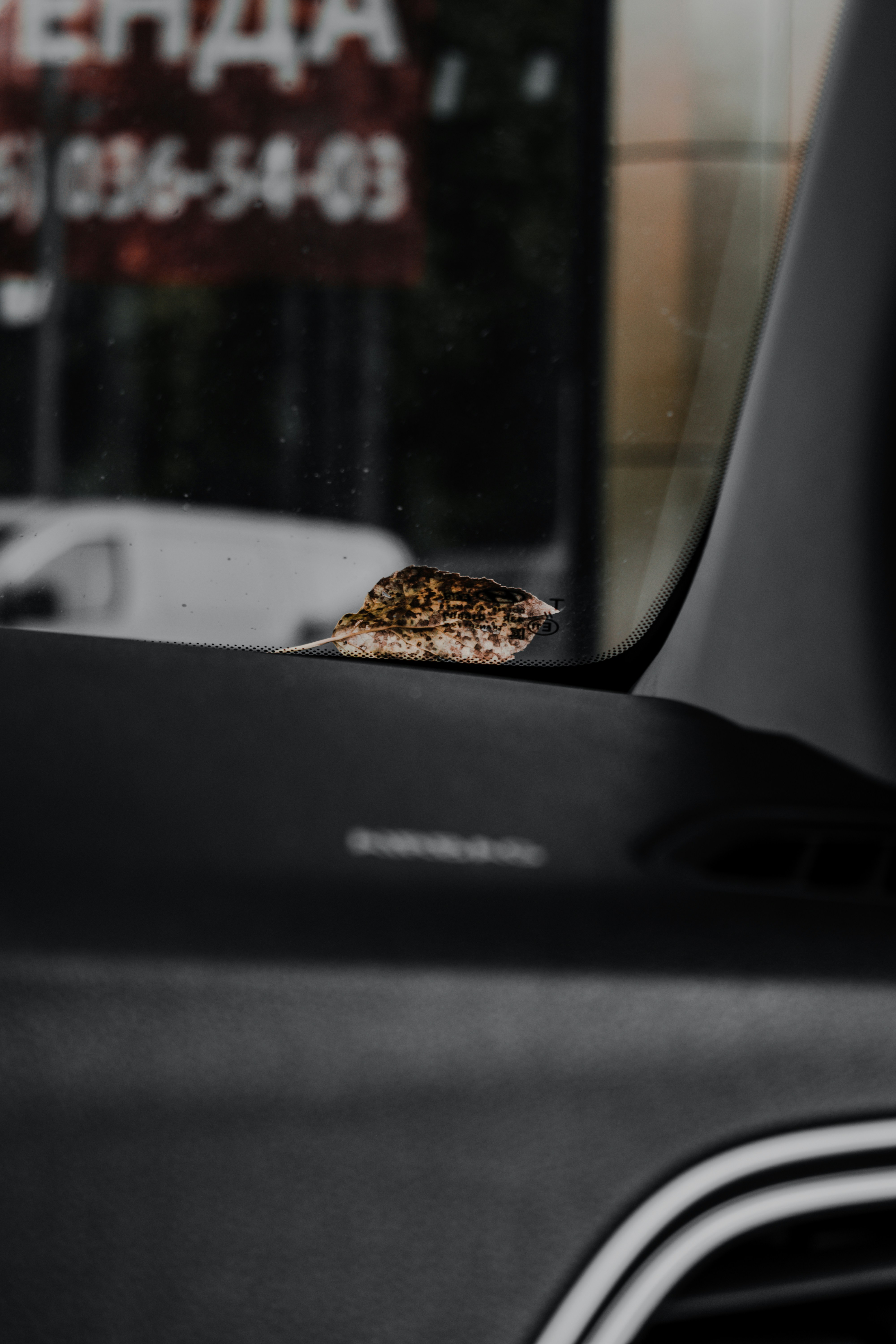 Speckled Leaf on the Dashboard, Framed by Windshield Blur