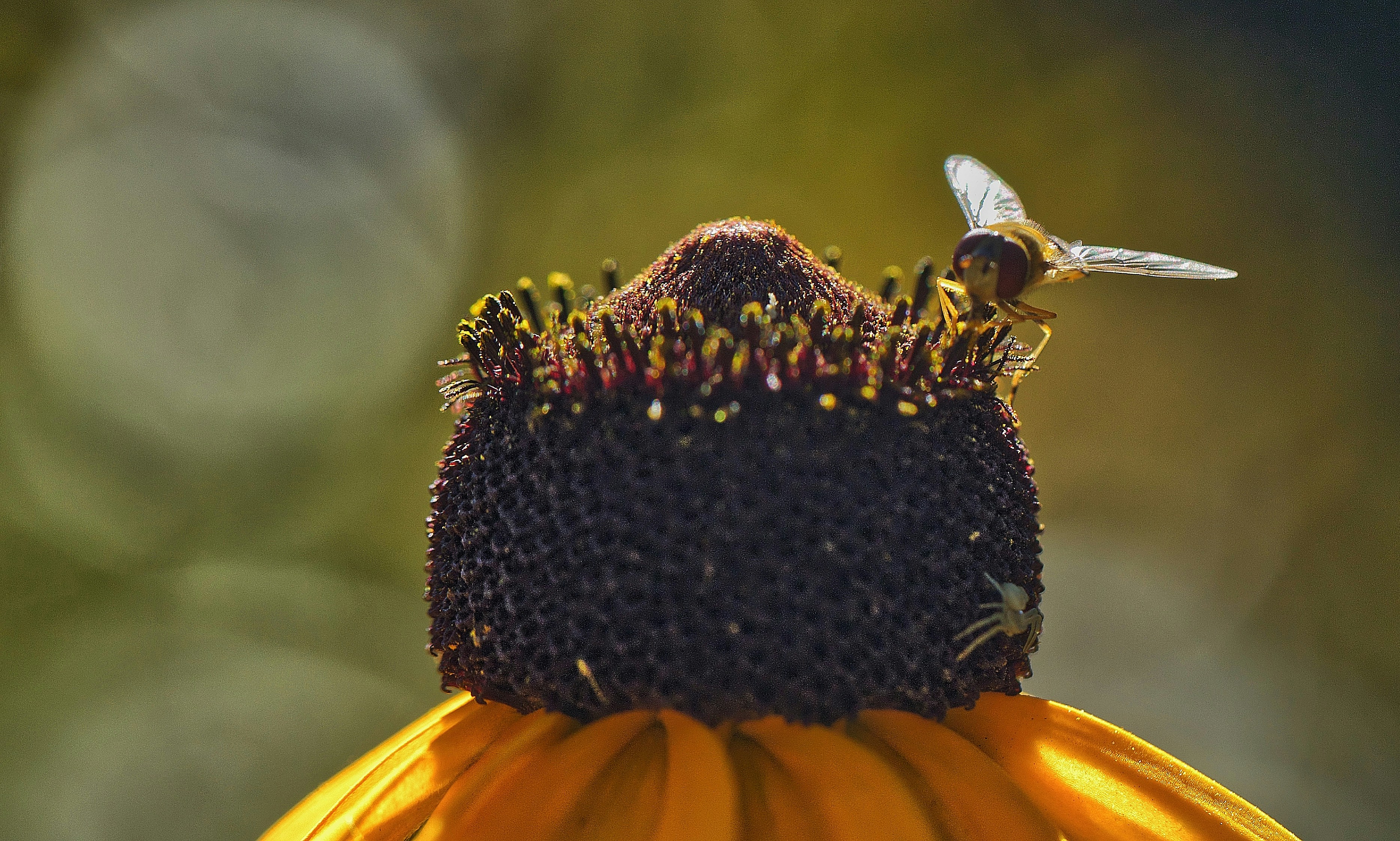 honeybee perched on yellow sunflower in close up photography during daytime