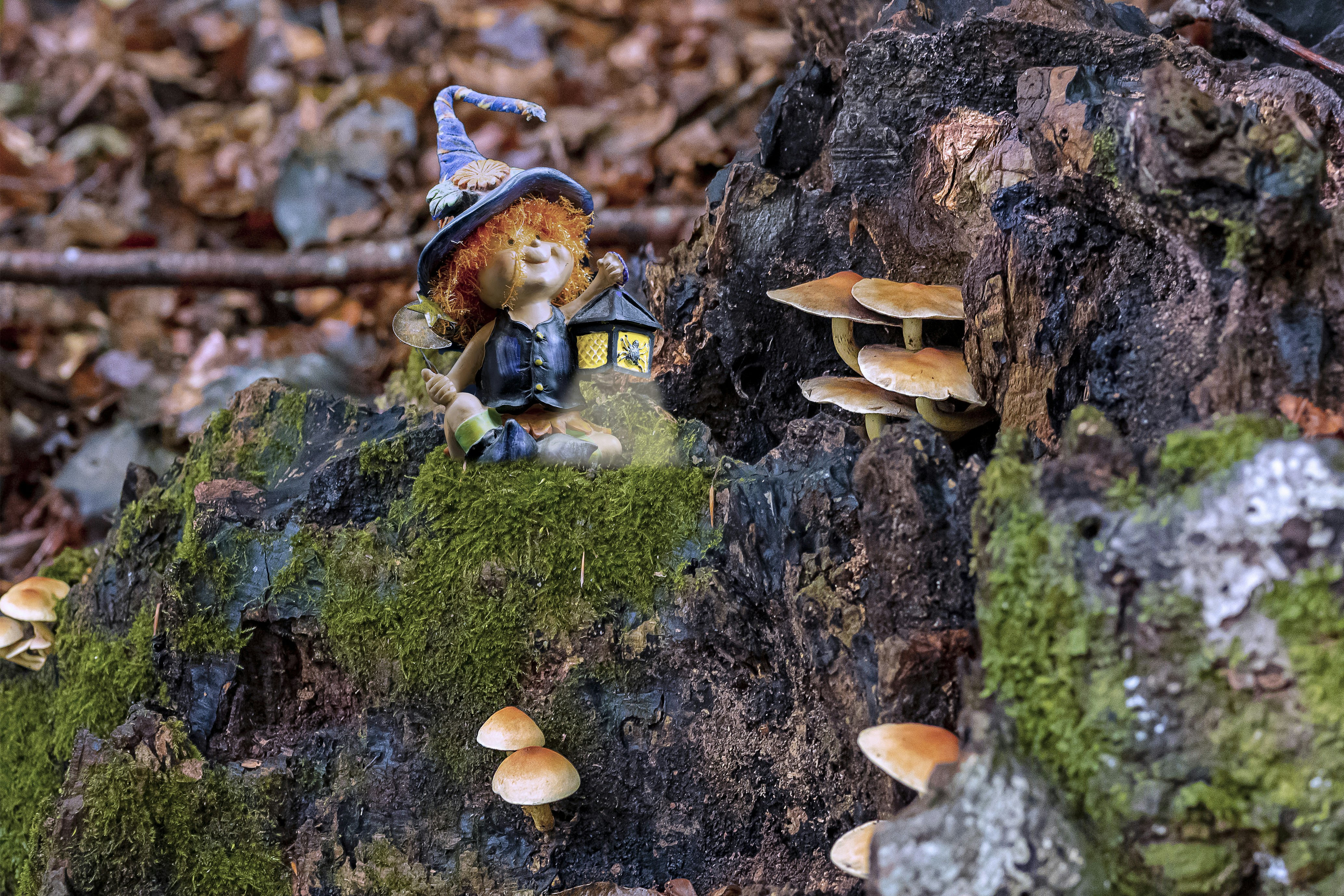 Little Guardian on Moss: A Gnome's Forest Nook
