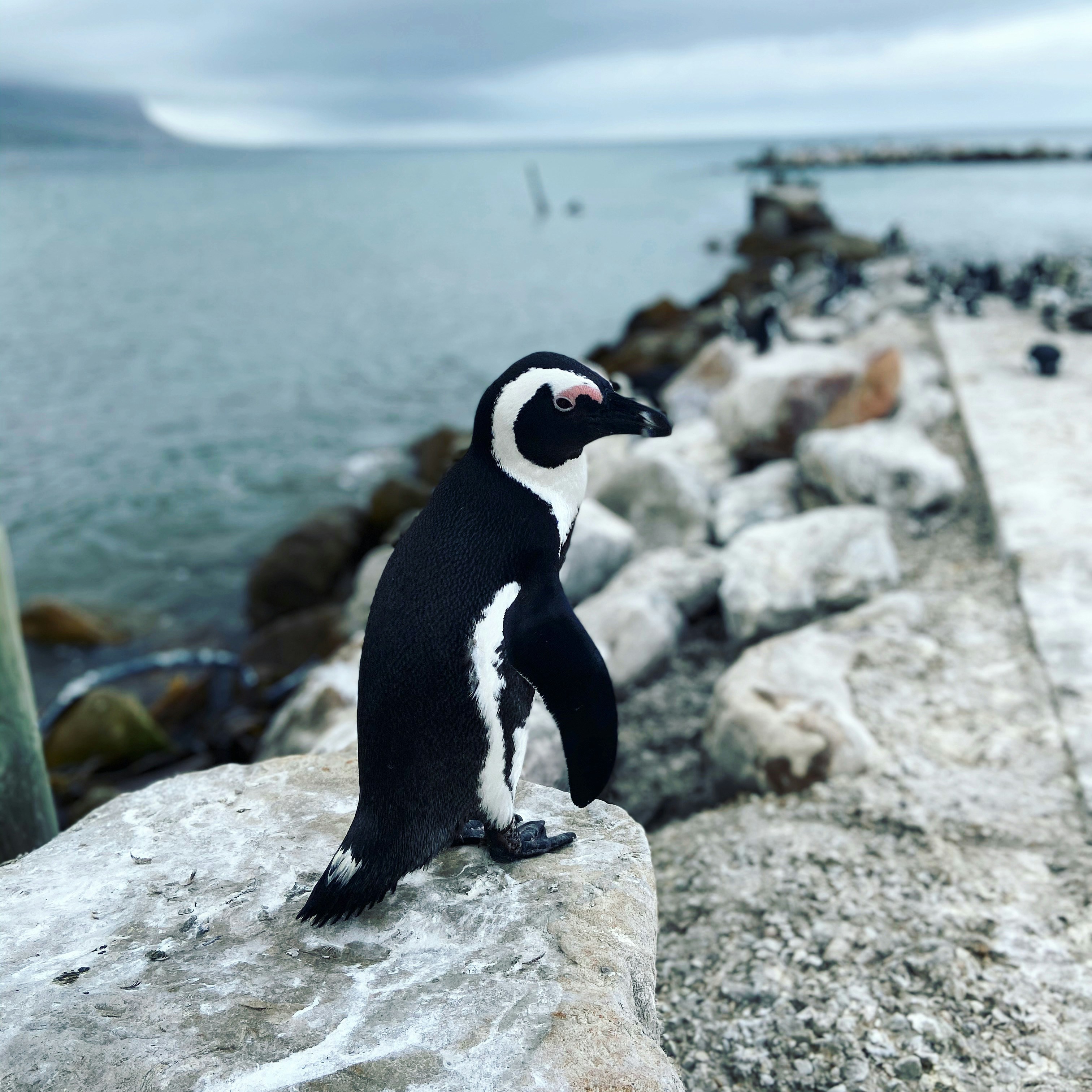 Perched on Stone: An African Penguin Guards a Quiet Seawall