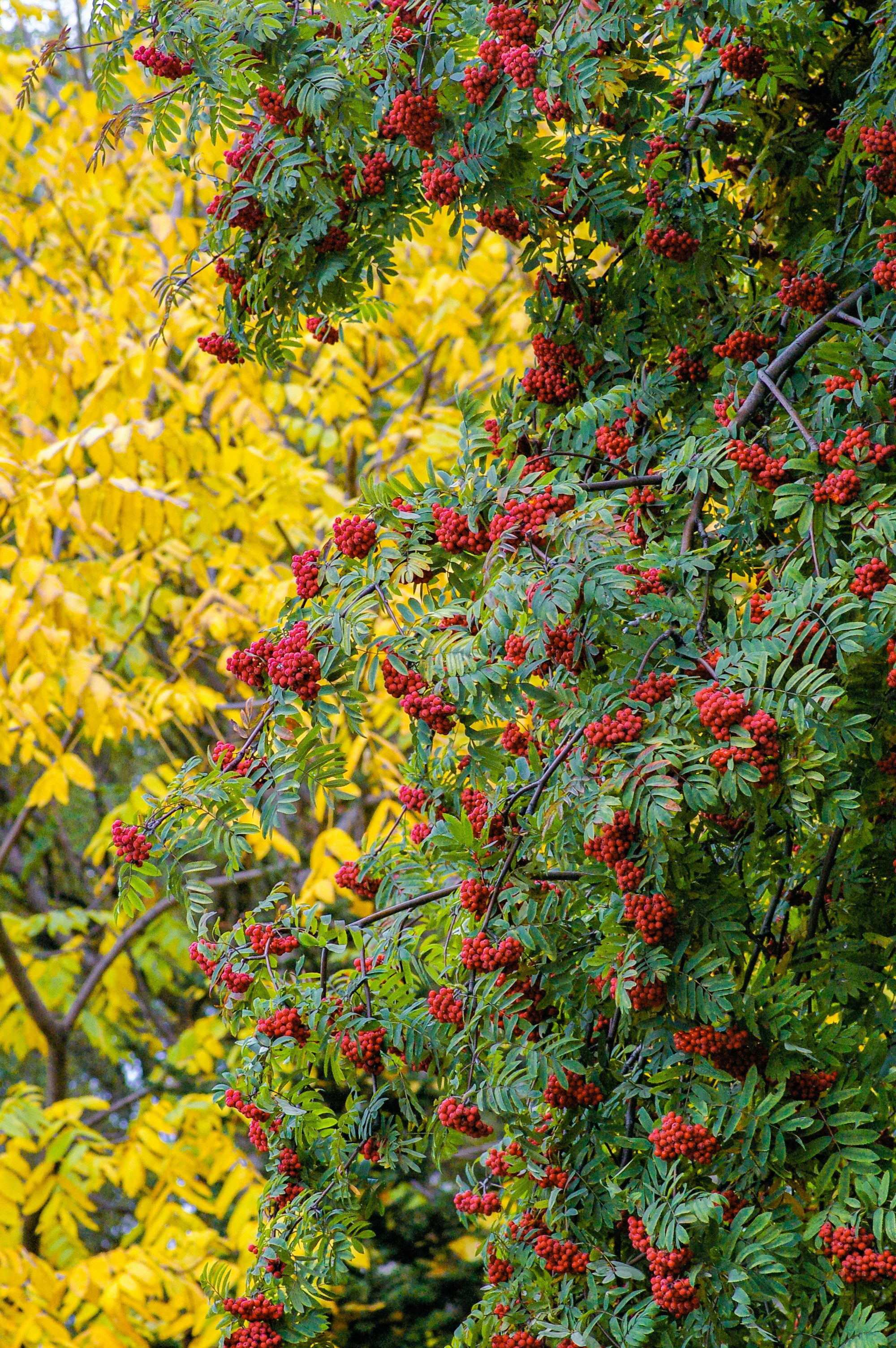 Clusters of bright red berries contrast against a backdrop of golden yellow leaves, showcasing the beauty of autumn foliage.