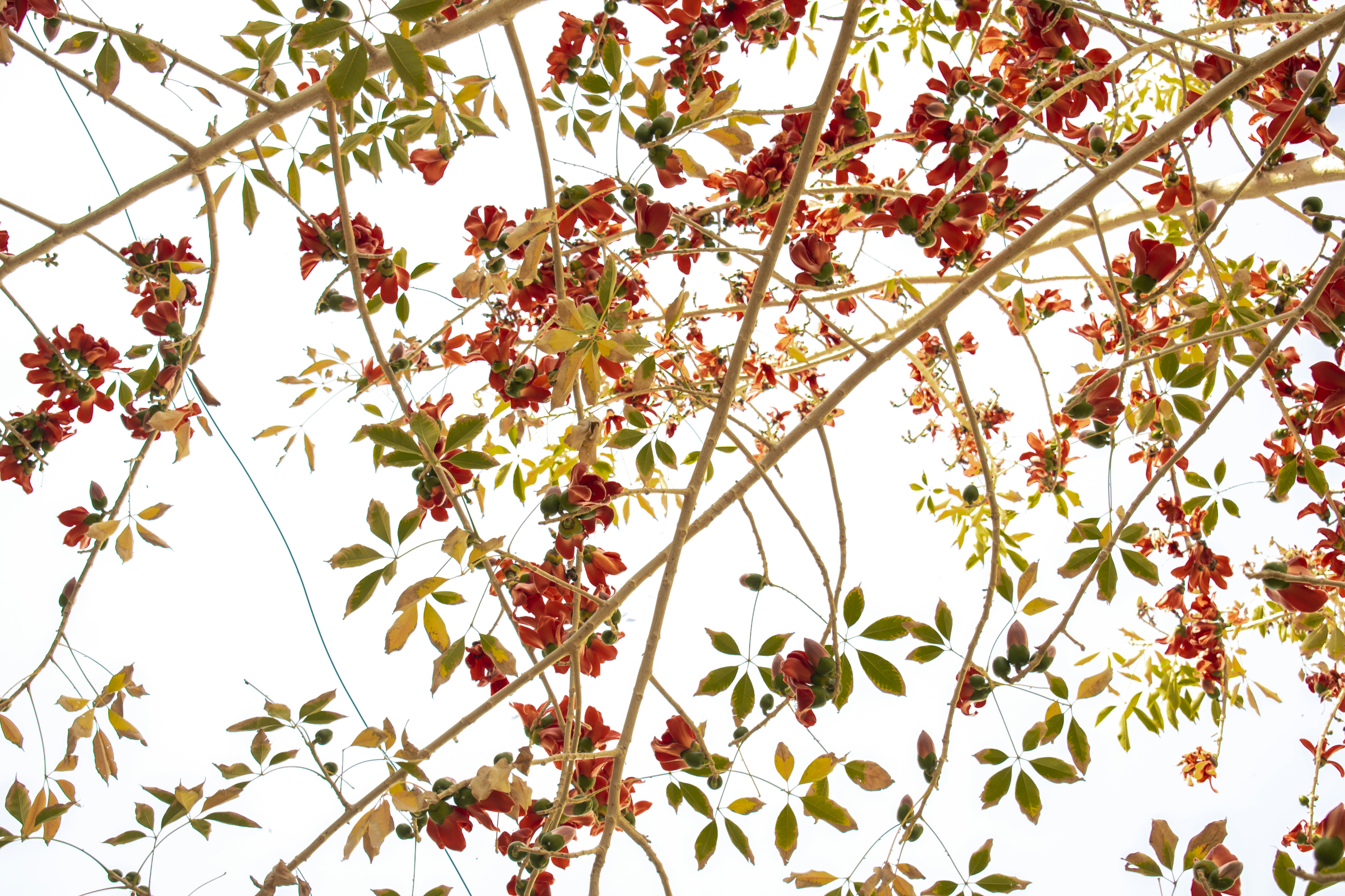 Feuilles rouges et jaunes sur l’arbre photo – Photo Arbre Gratuite sur ...