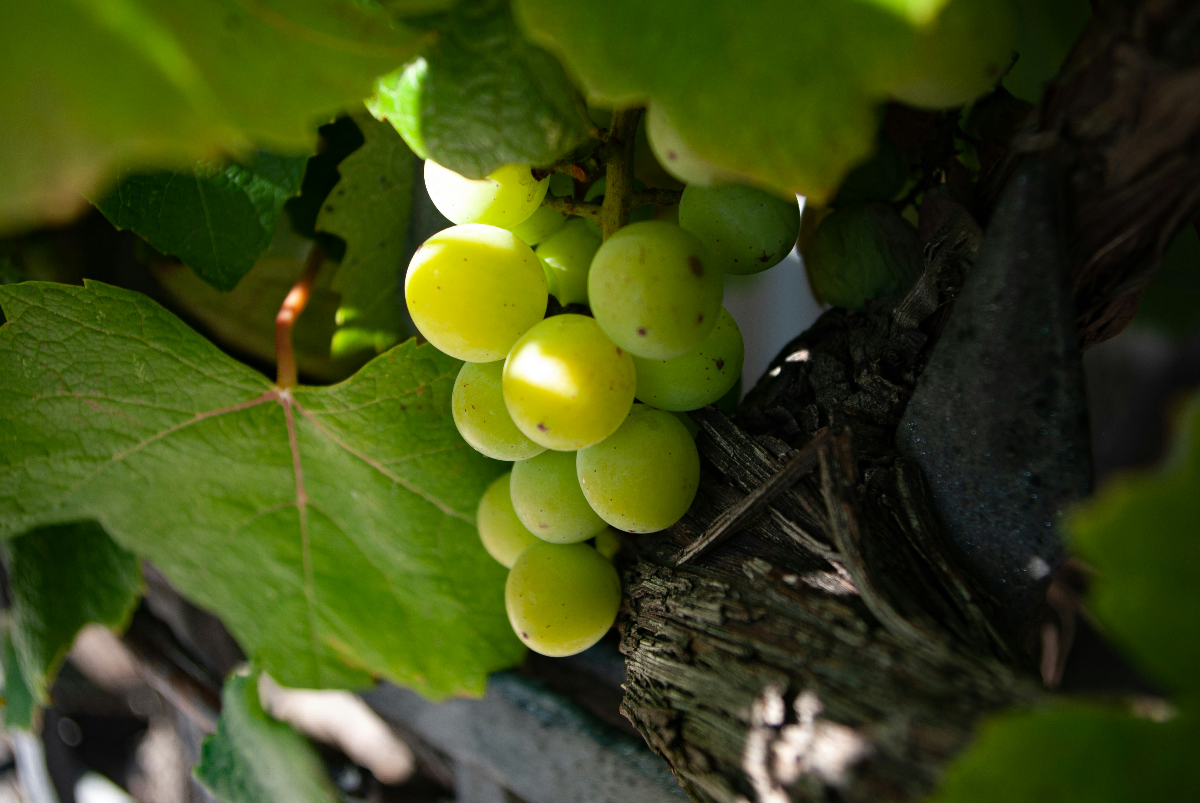 Clusters of green grapes nestled among lush leaves in a vineyard, showcasing nature's bounty.
