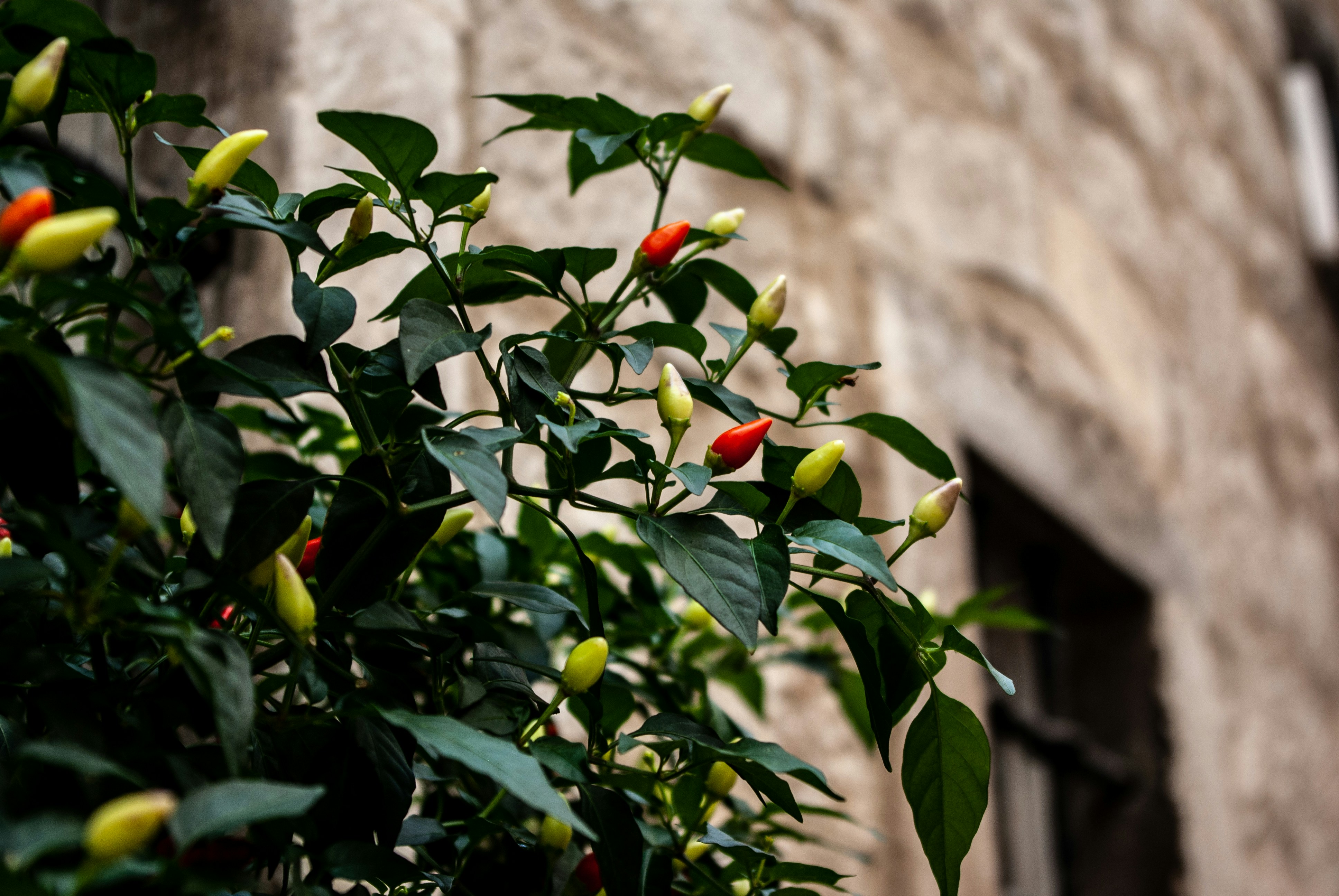 Crimson Chili Among Emerald Leaves, Framed by Timeworn Stone