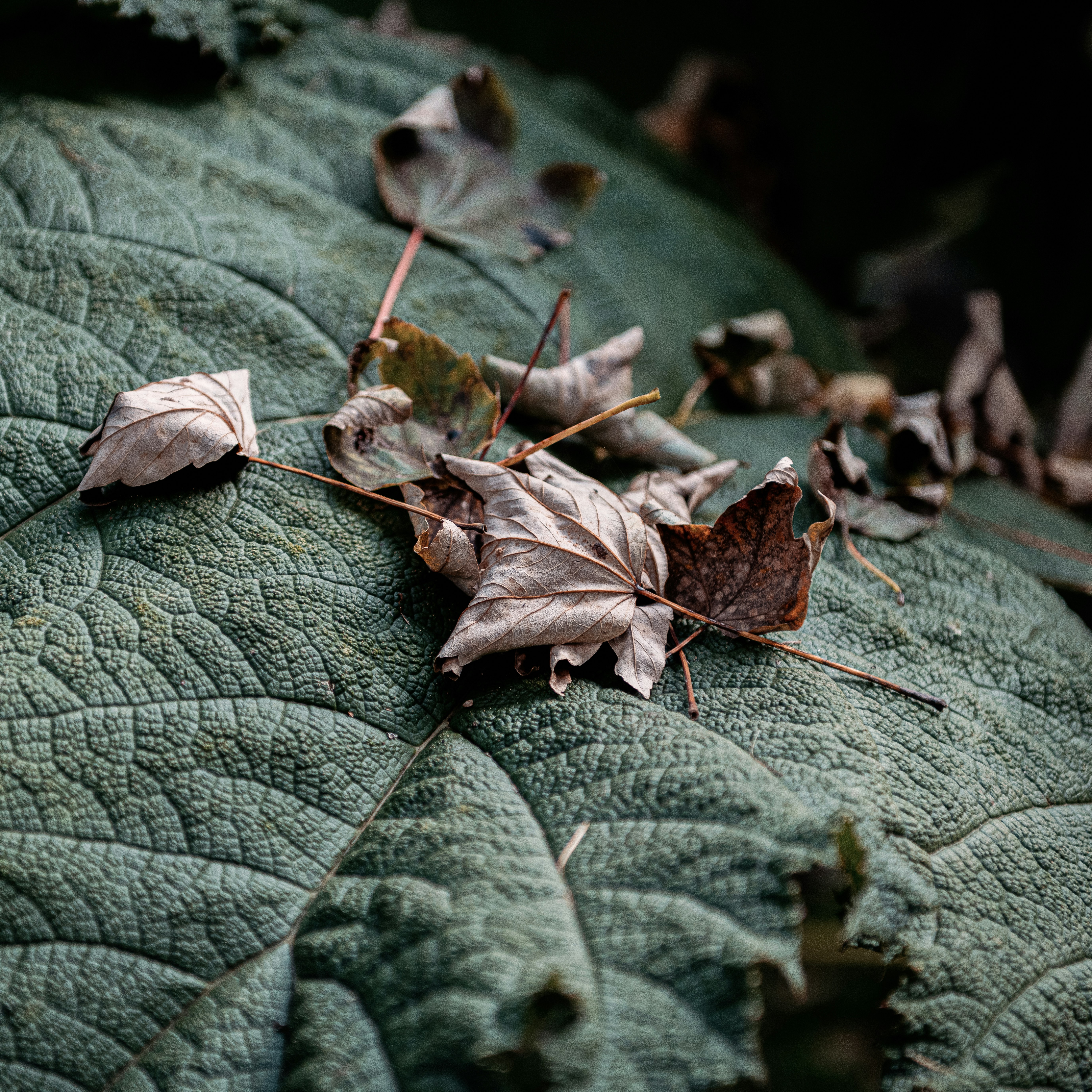 Autumn Debris on a Velvet Leaf: A Macro Study in Texture