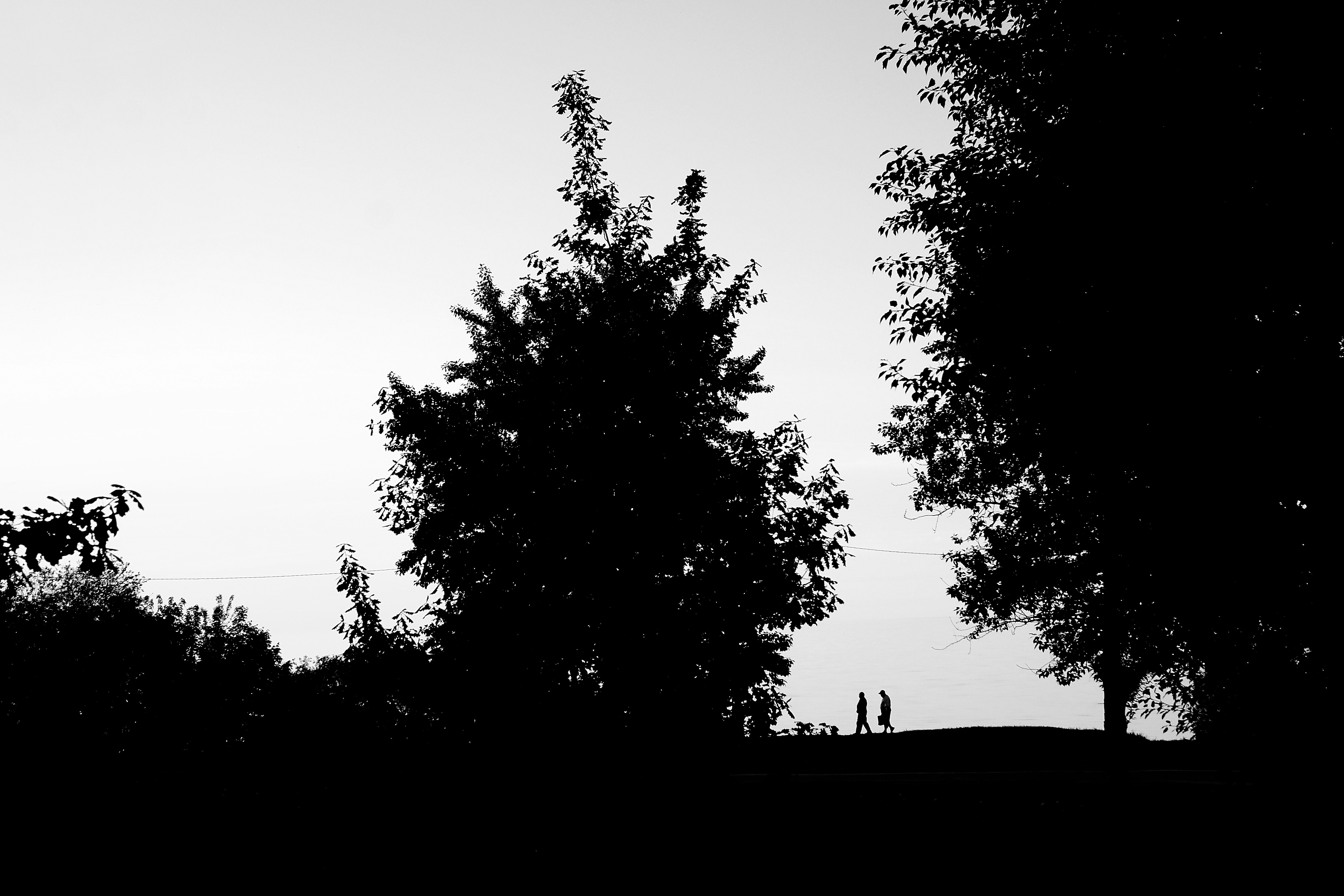 Two figures walking along a horizon framed by dark silhouettes of trees against a soft twilight sky.