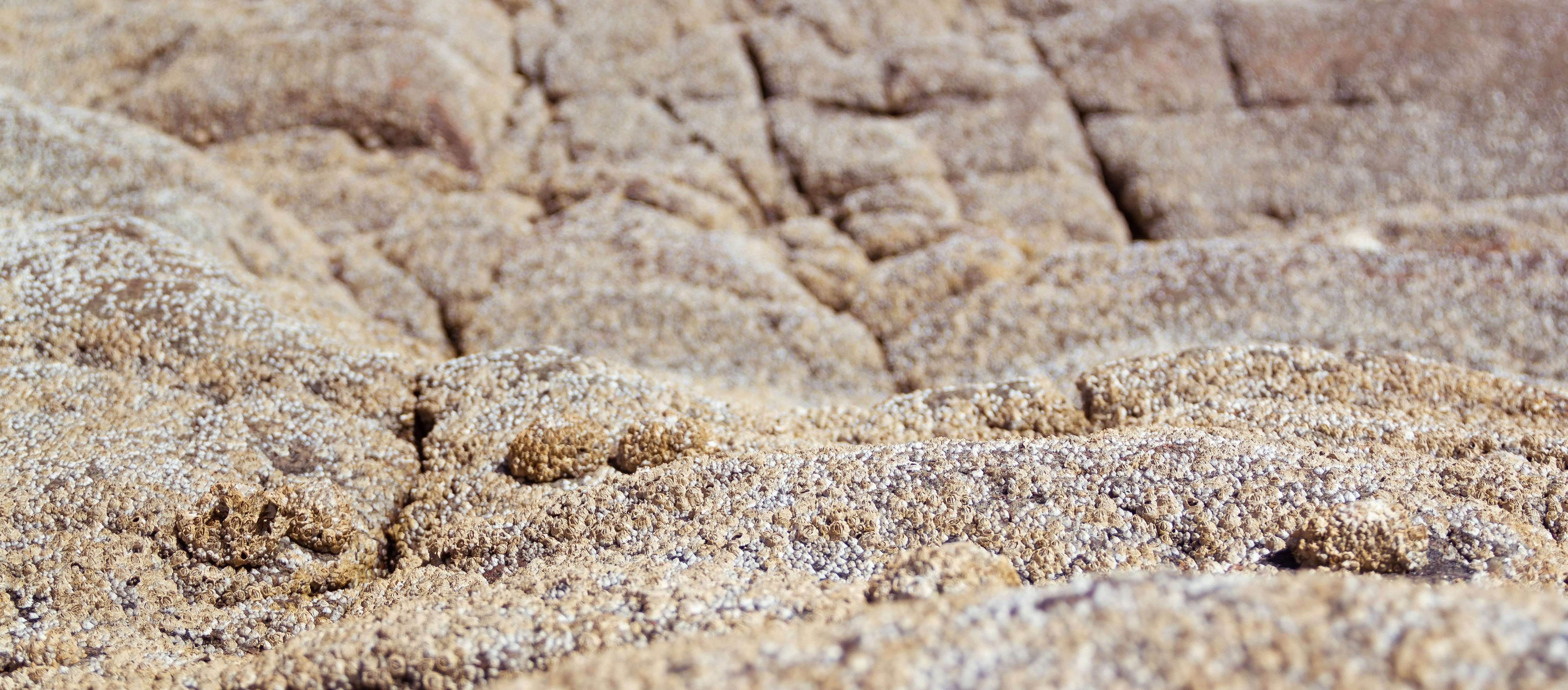 Small mussels on a rock. 