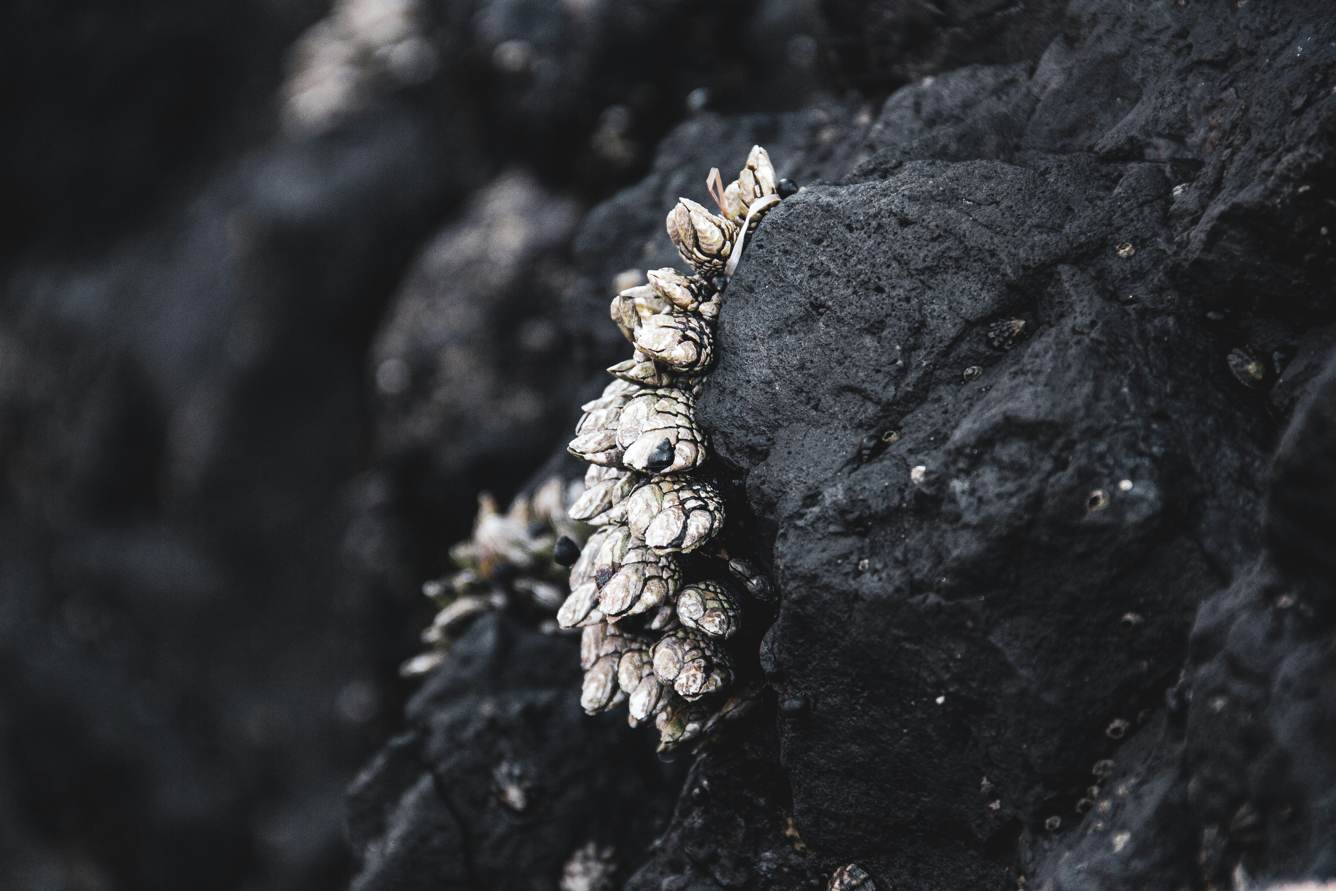 Shell Choir on Basalt: A Macro Portrait of Texture and Contrast