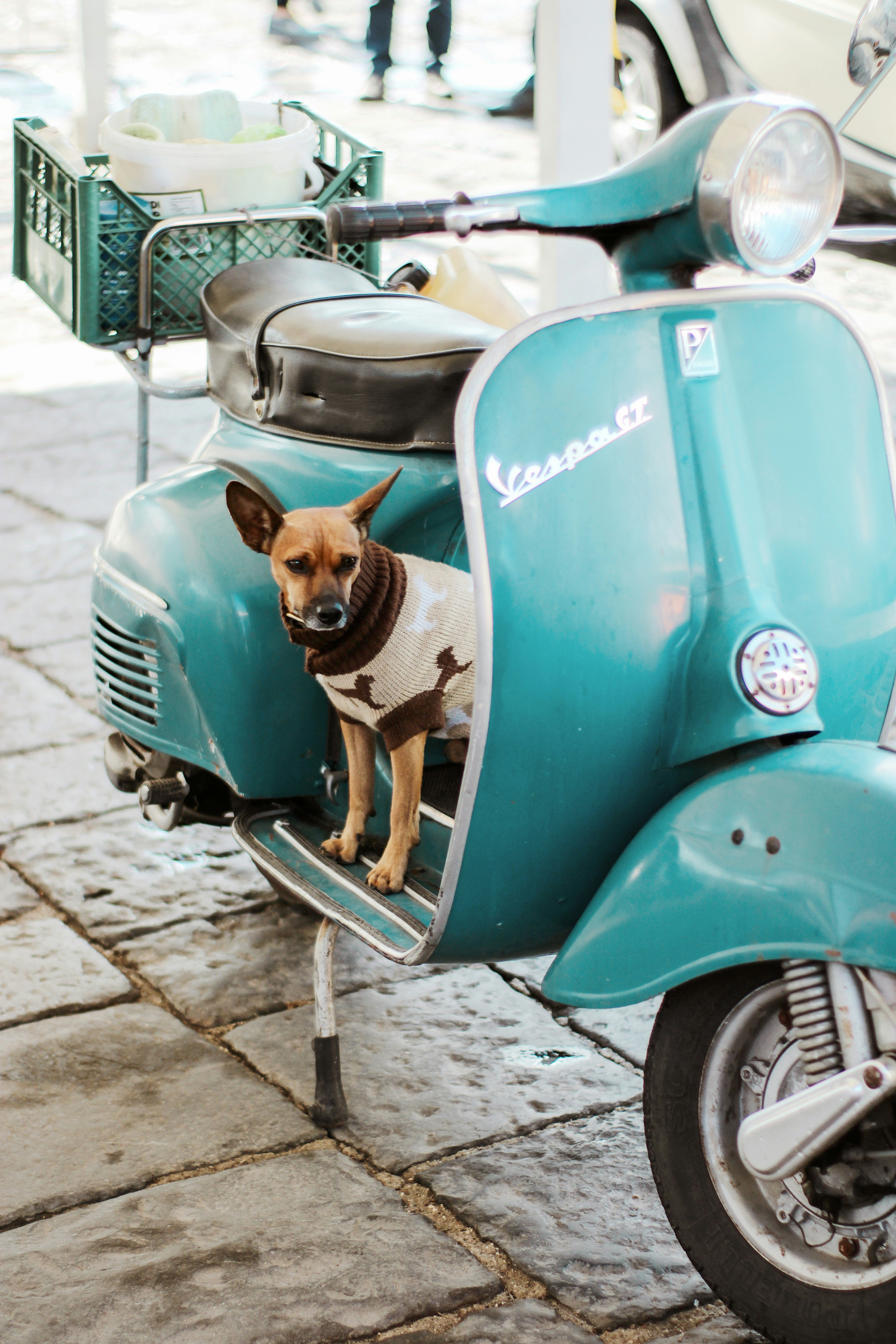 Teal Vespa with a Watchful Pup on the Step