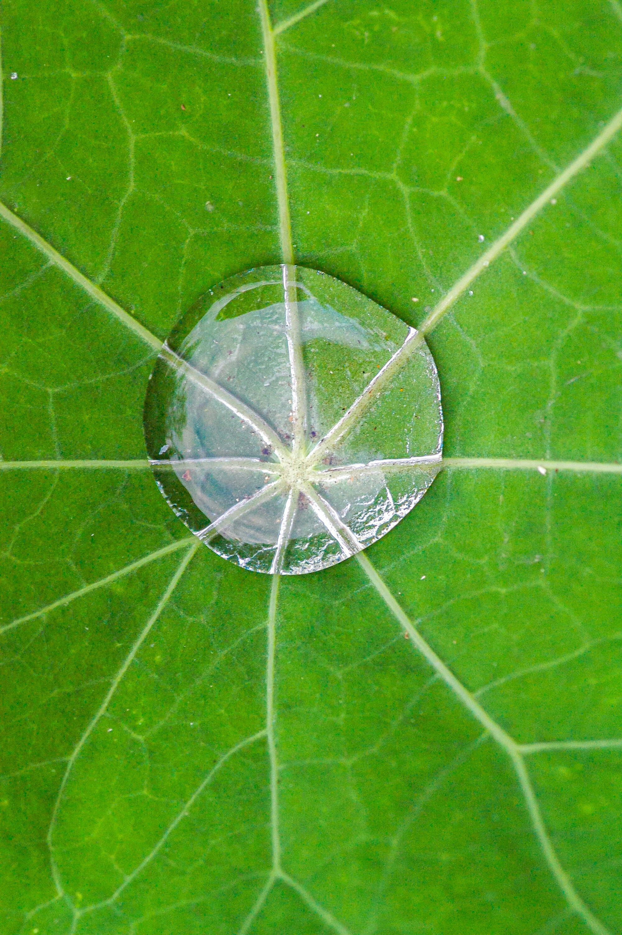 Leaf of tropaeolum with water