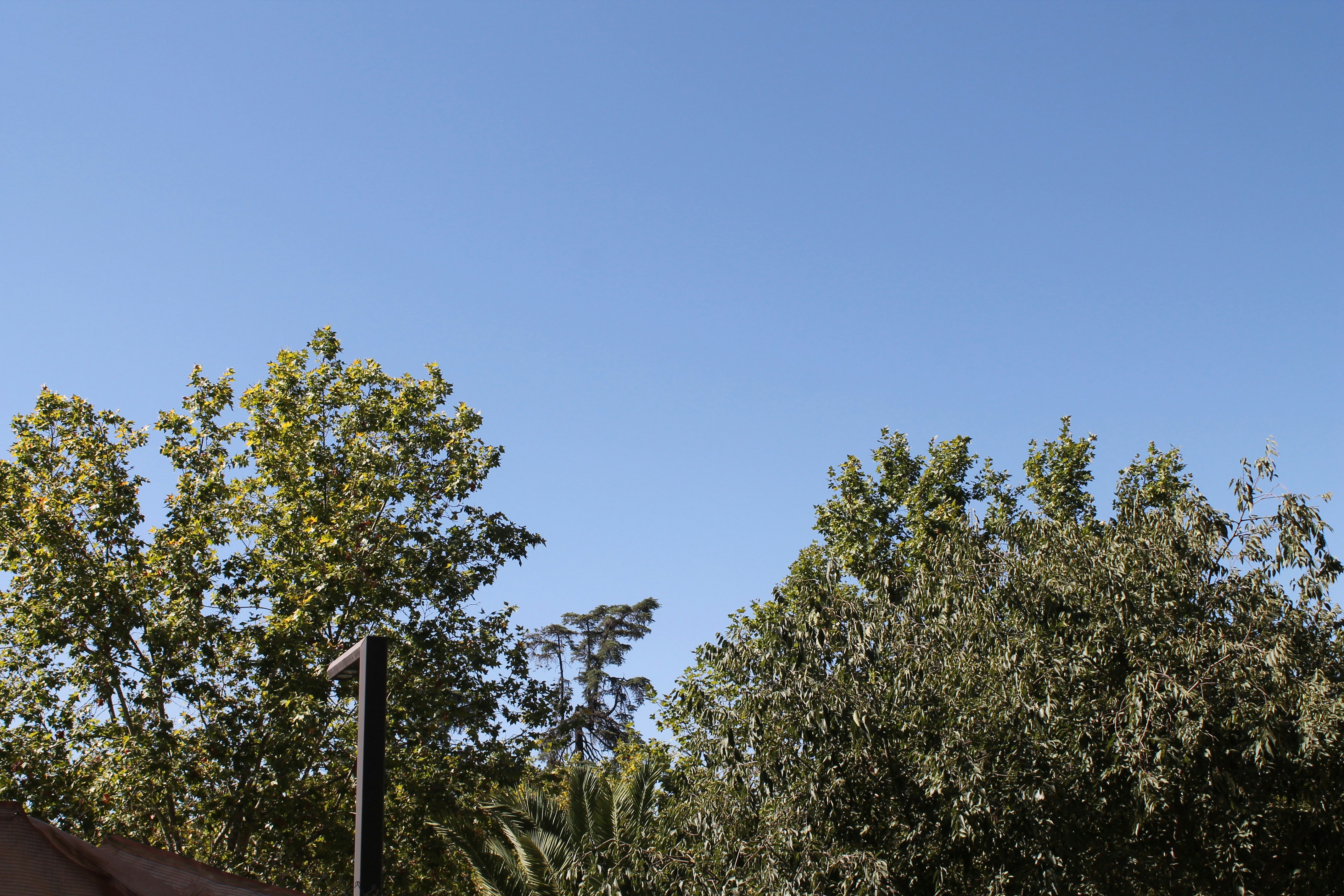 Lush trees frame a vast blue sky, creating a serene outdoor scene that invites tranquility.