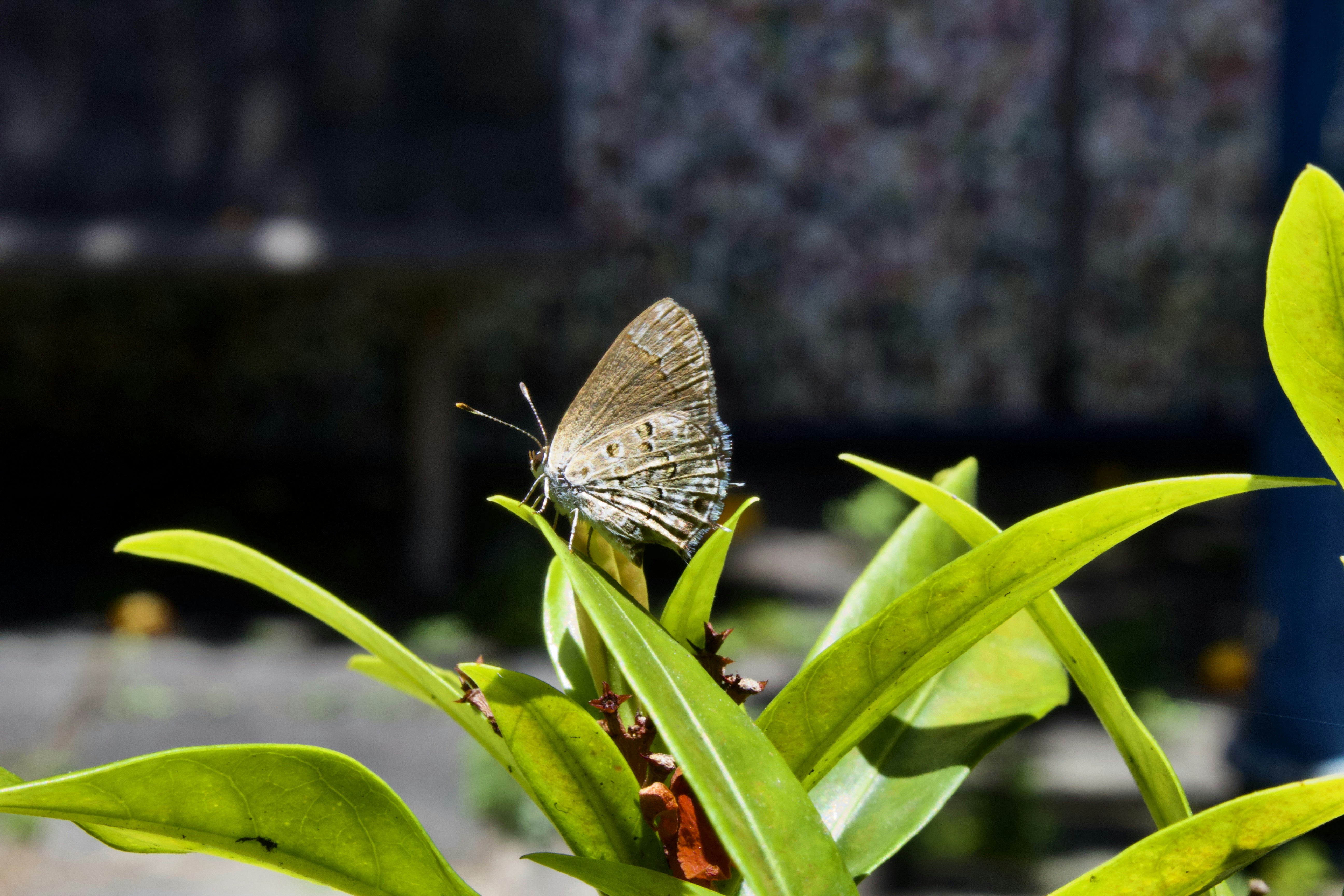 A butterfly resting delicately on vibrant green leaves, showcasing intricate wing patterns against a softly blurred background.