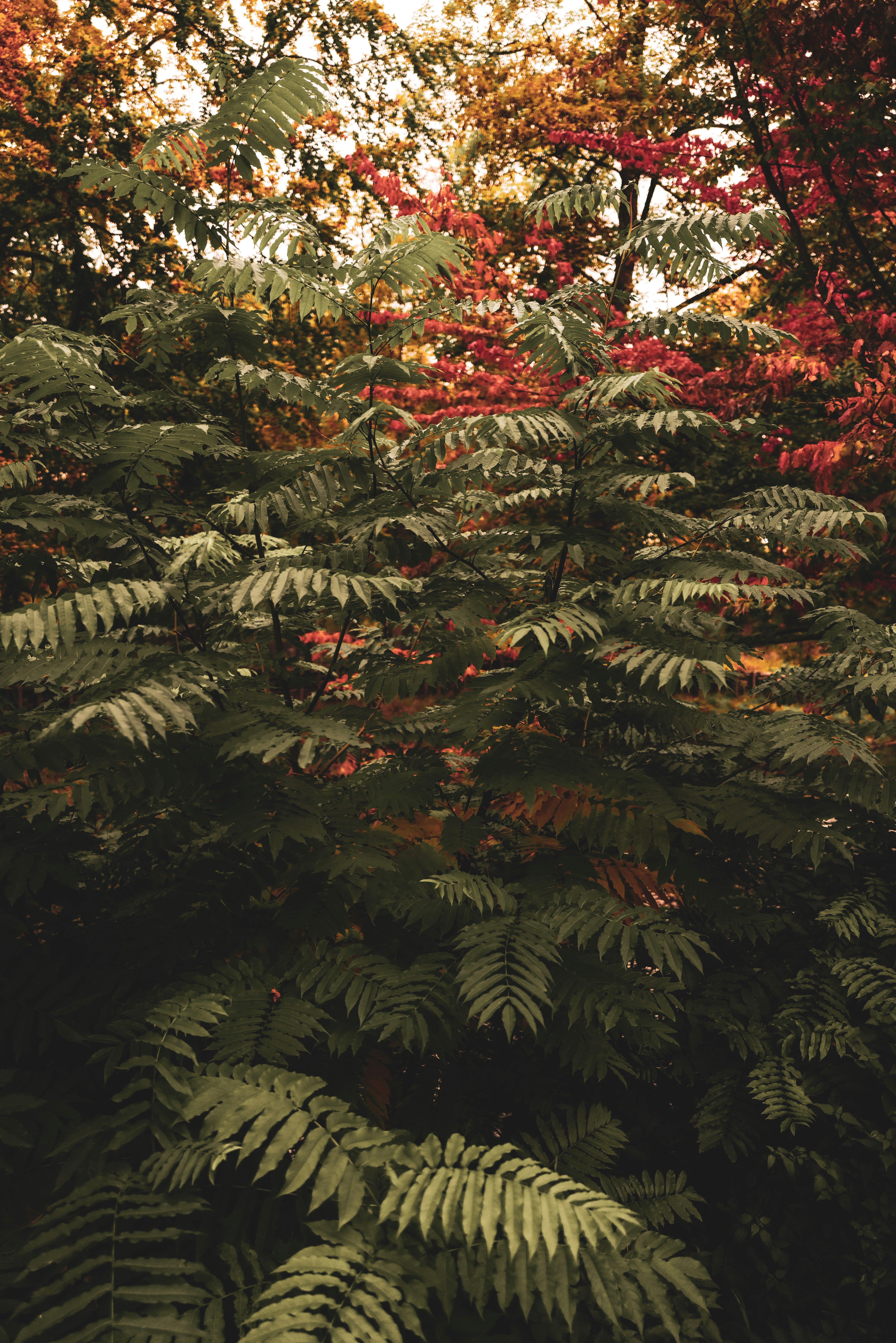 Coppery Autumn Ferns in Dappled Light