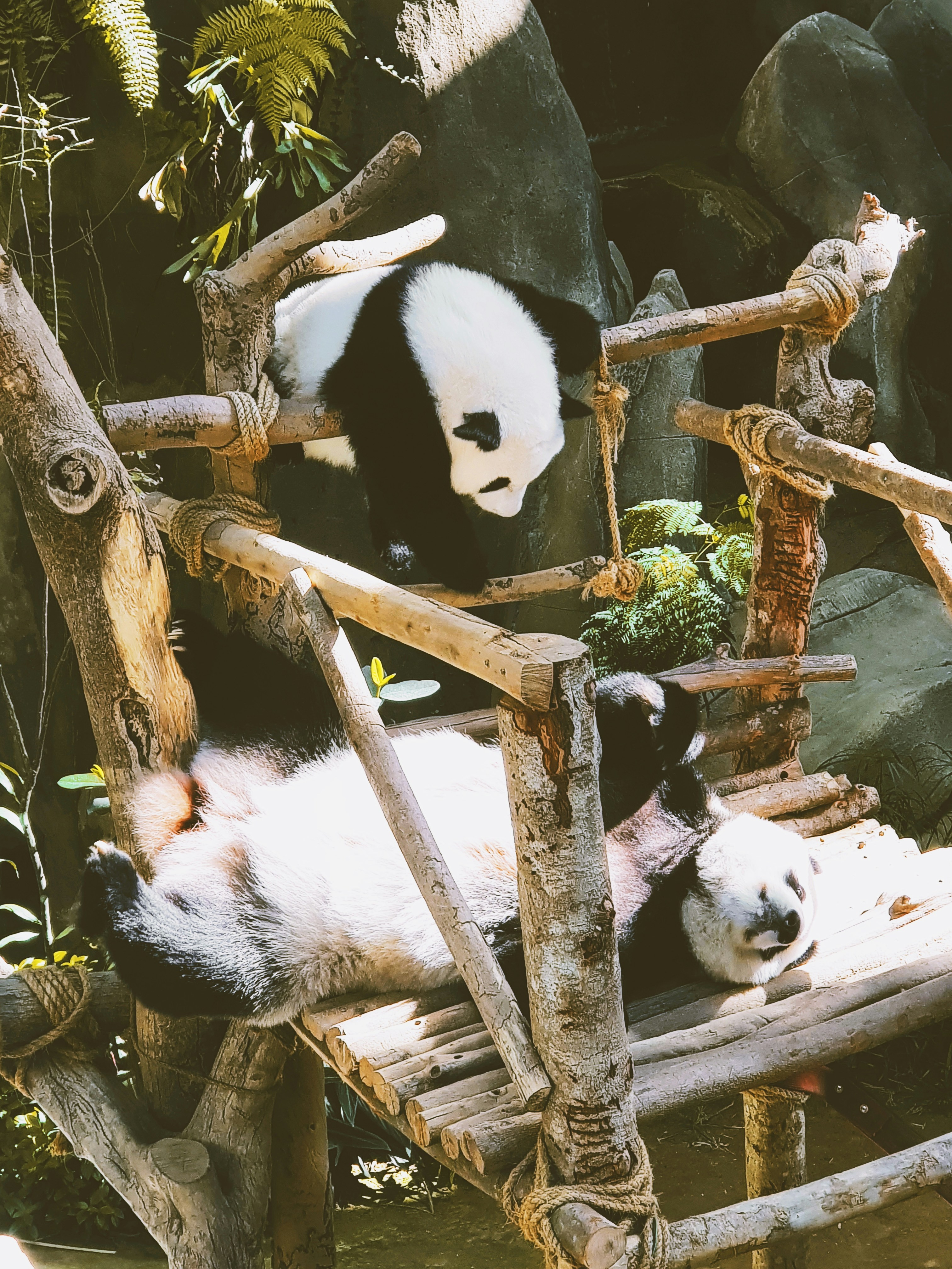 Foto Oso panda en rama de árbol marrón – Imagen Ma-lai-xi-a gratis en ...