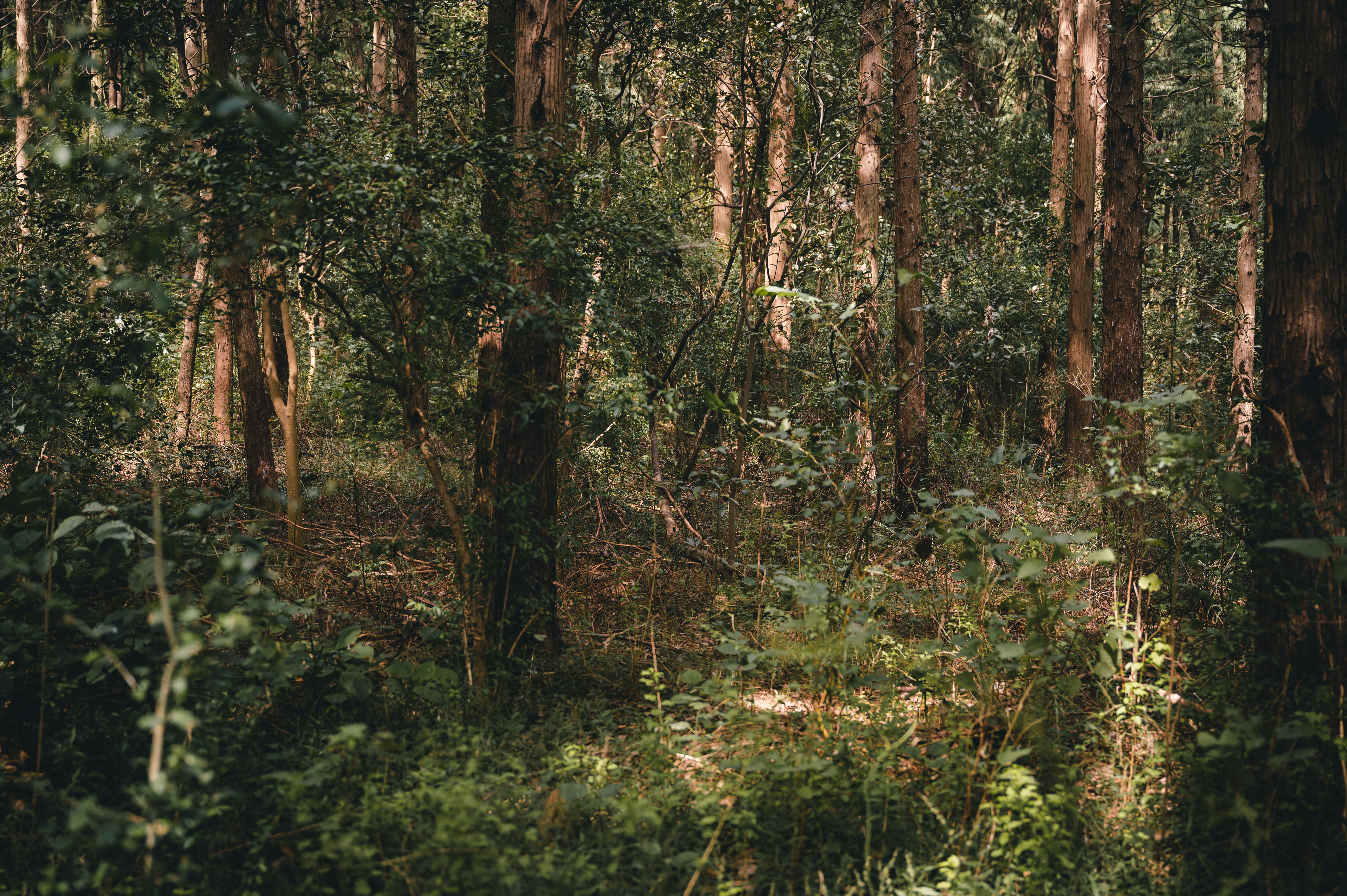 Sunlight filters through the dense canopy of a tranquil forest, casting soft shadows on the lush undergrowth.