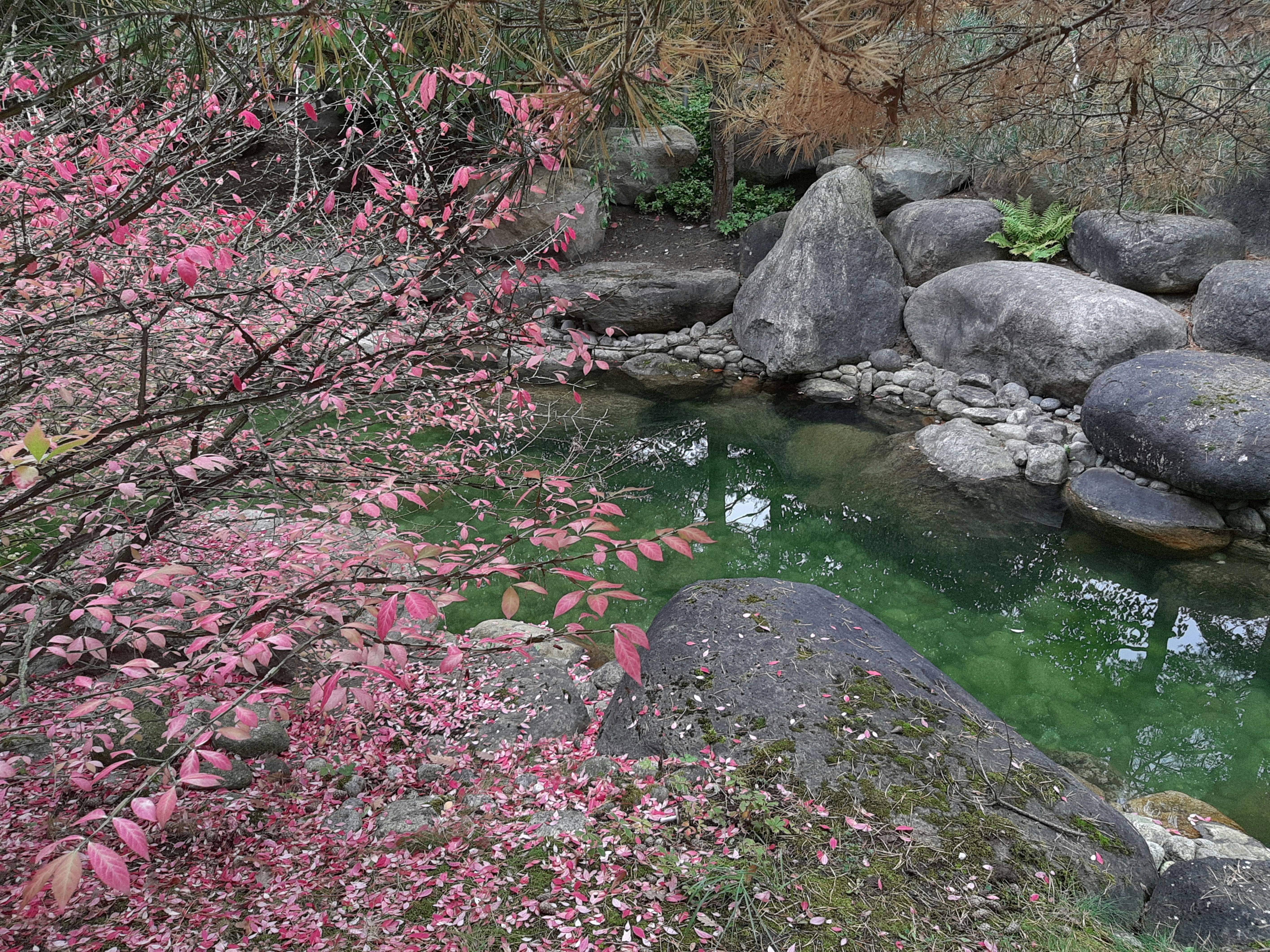 Gentle pink foliage frames a serene pond surrounded by smooth stones and lush greenery. The calm water reflects the natural beauty of the environment.