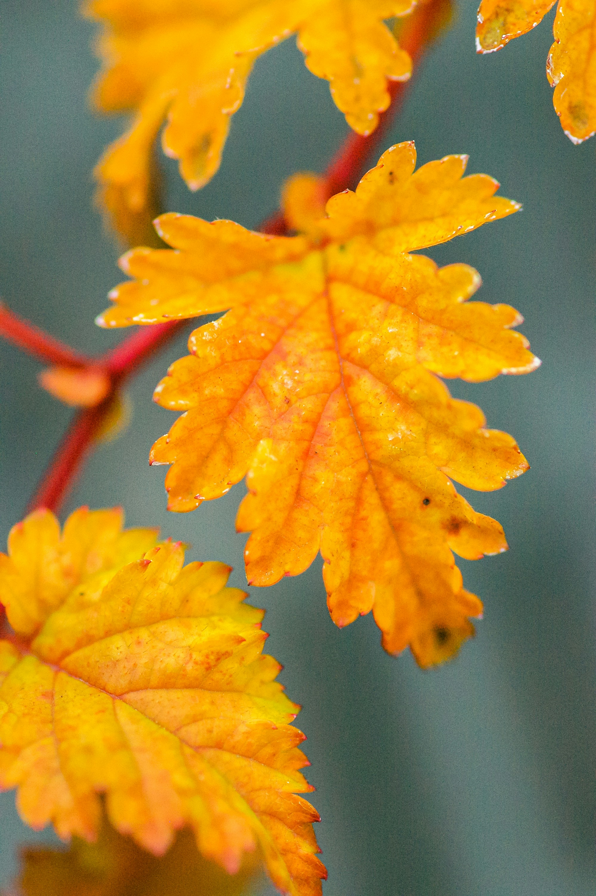 Close-up photograph of vivid orange autumn leaves with serrated edges, set against a soft, blurred background. The composition emphasizes texture and autumn color.