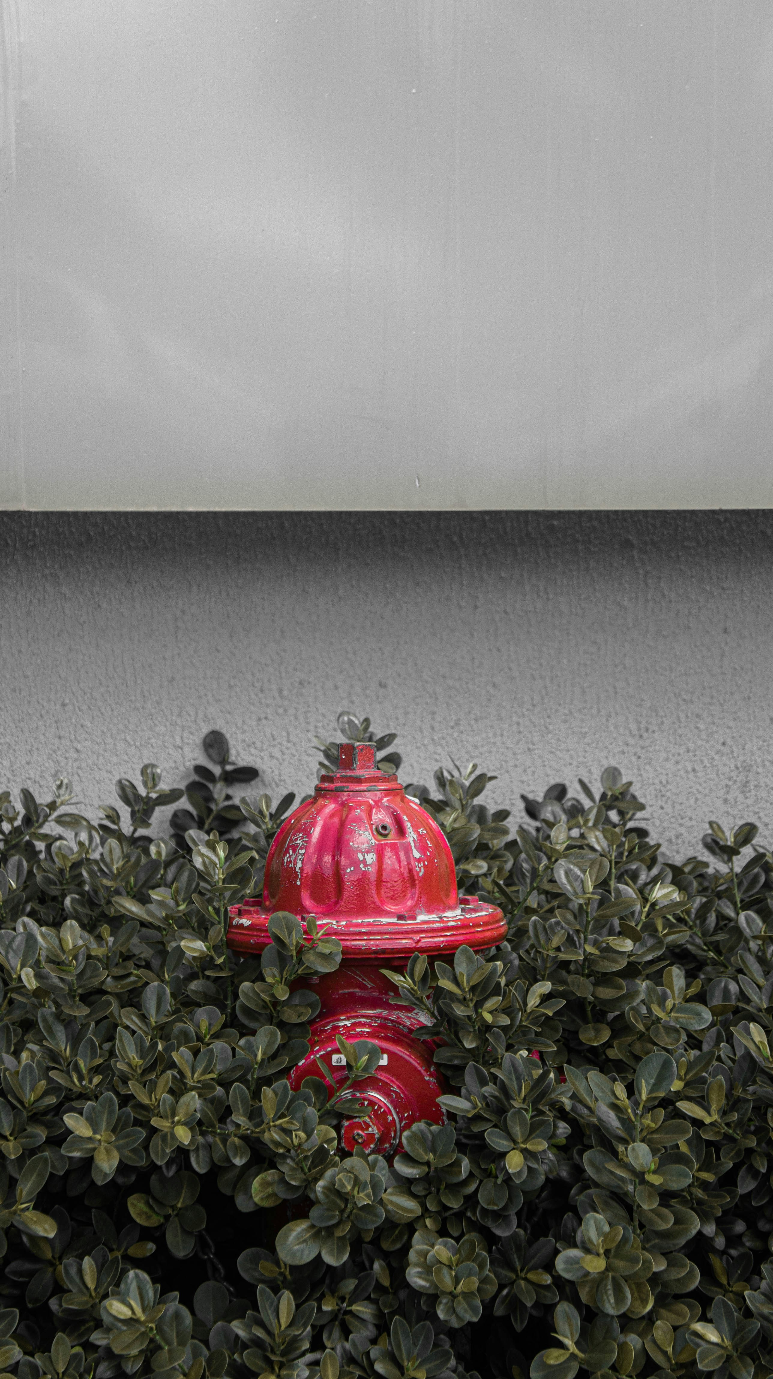 red ceramic teapot on green leaves