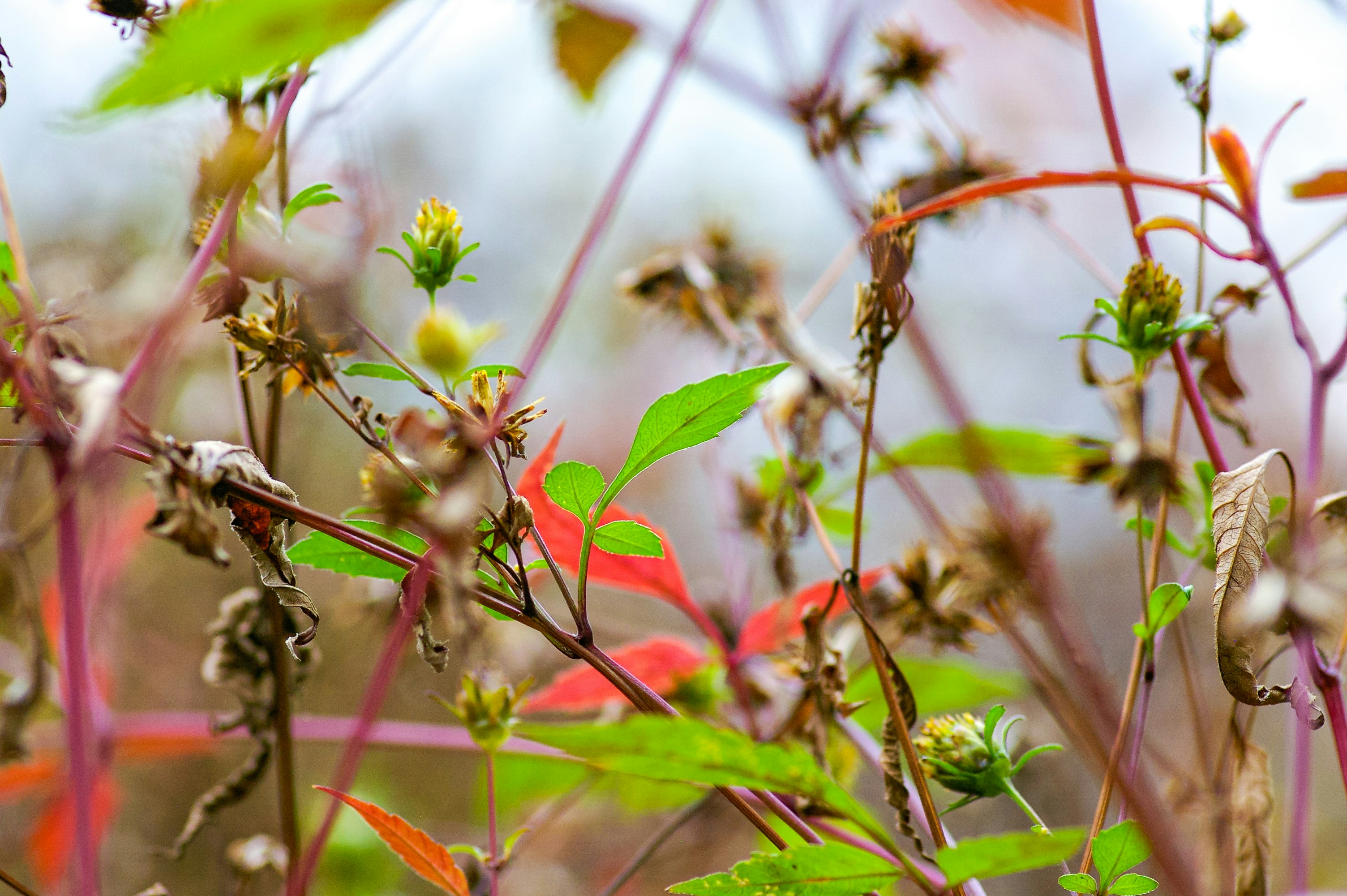 Tangled botanicals: crimson stems and fresh greens in a sunlit tangle
