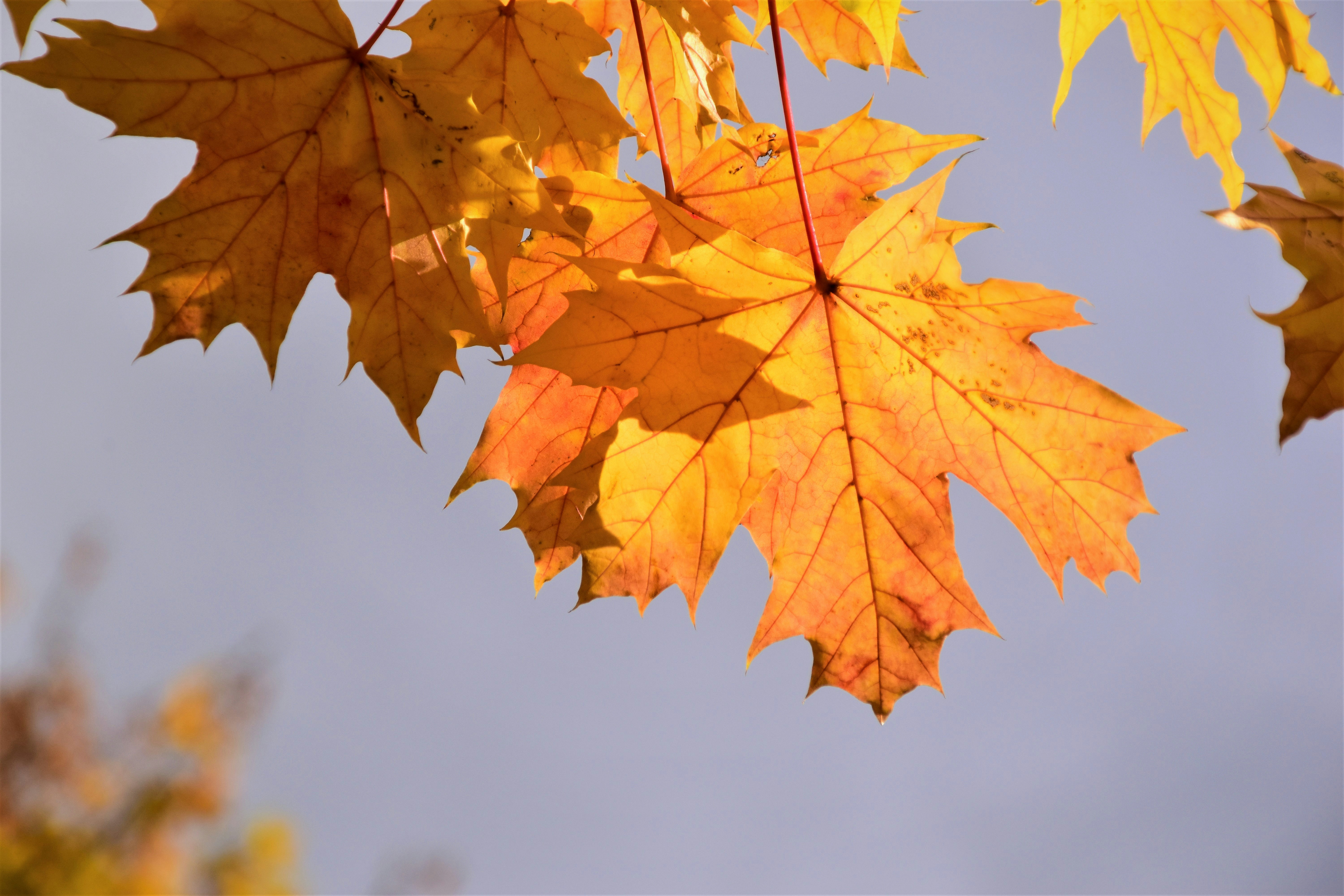 Brown maple leaves under blue sky during daytime photo – Free Schleswig ...