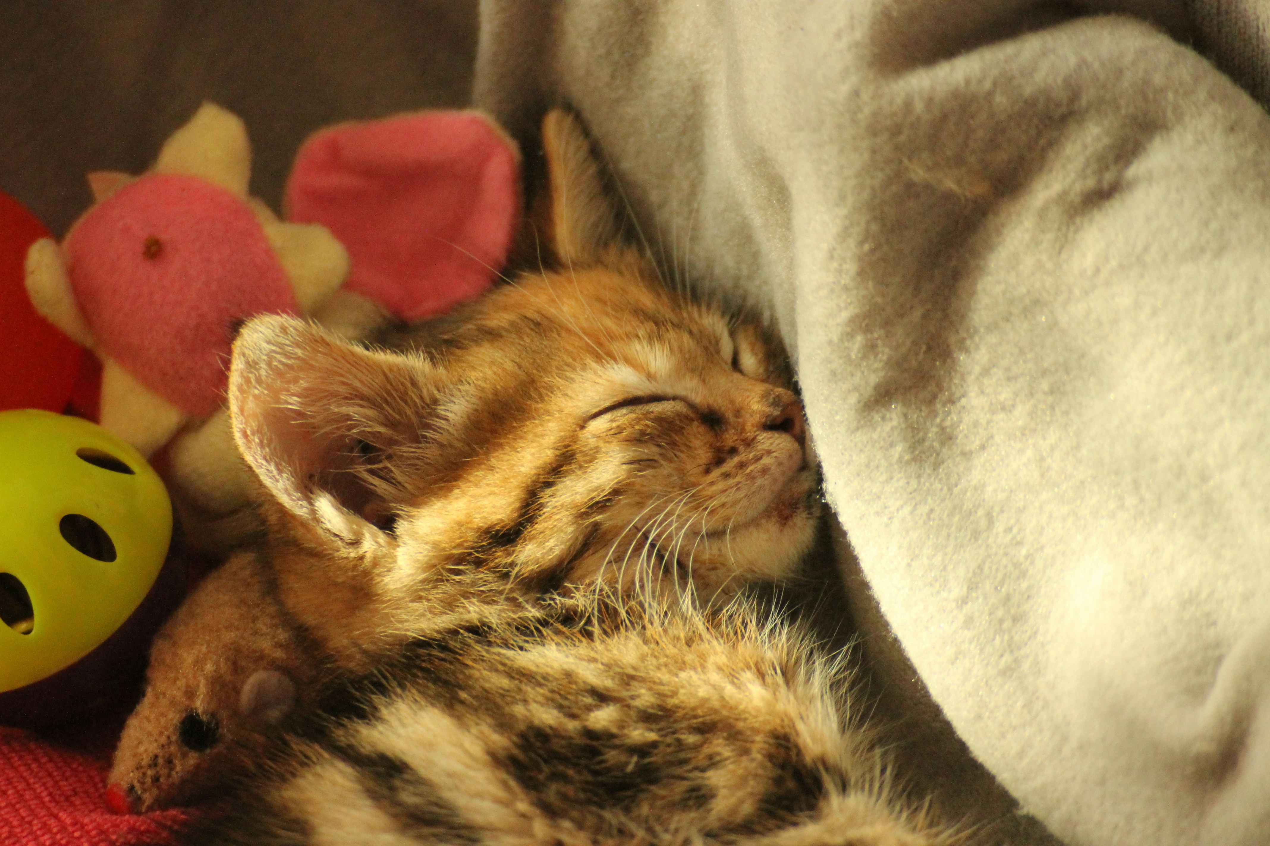 A playful kitten rests peacefully amidst colorful plush toys, embodying tranquility and comfort.