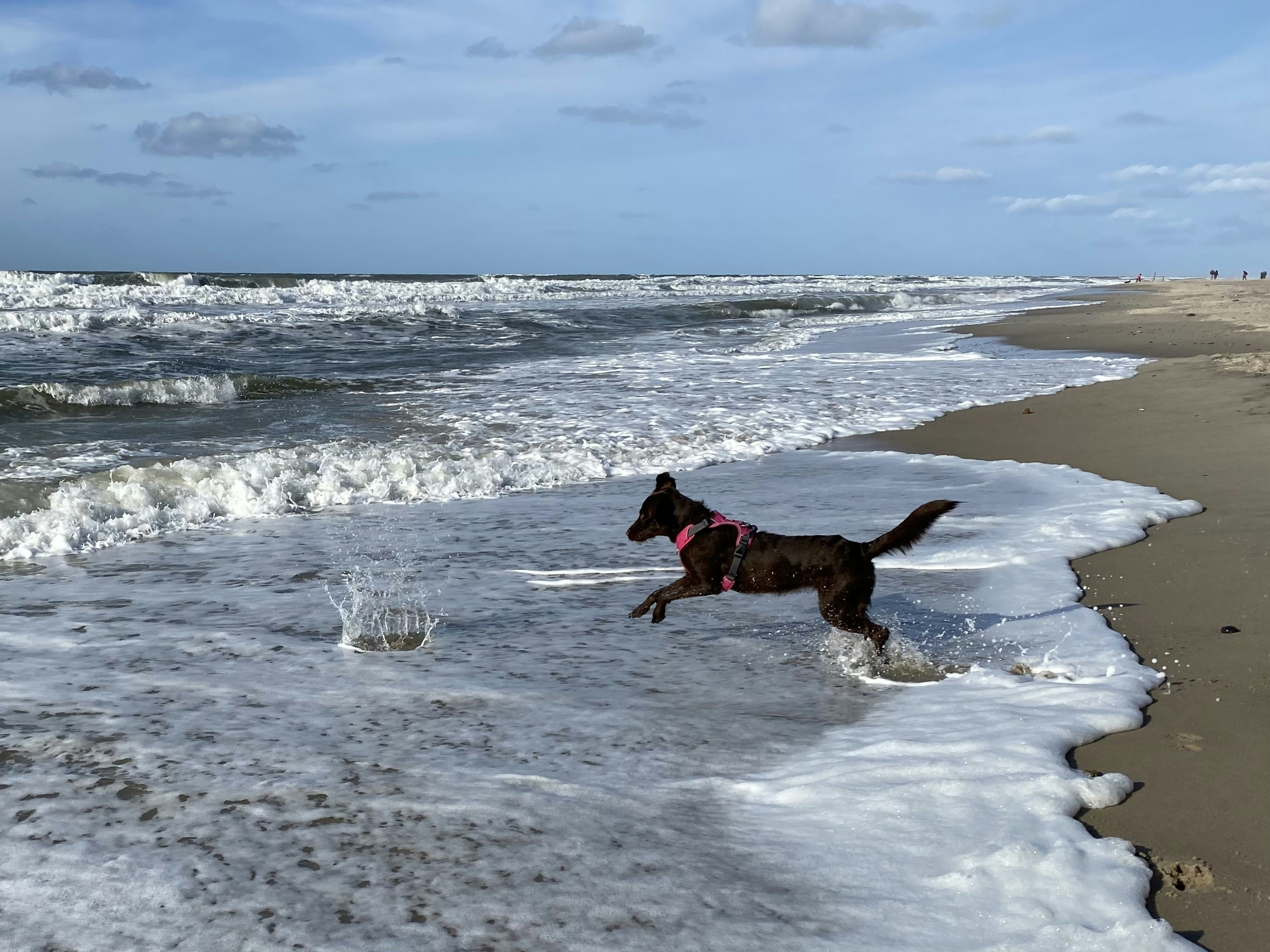 Black short coat dog running on beach during daytime photo – Free Ocean ...
