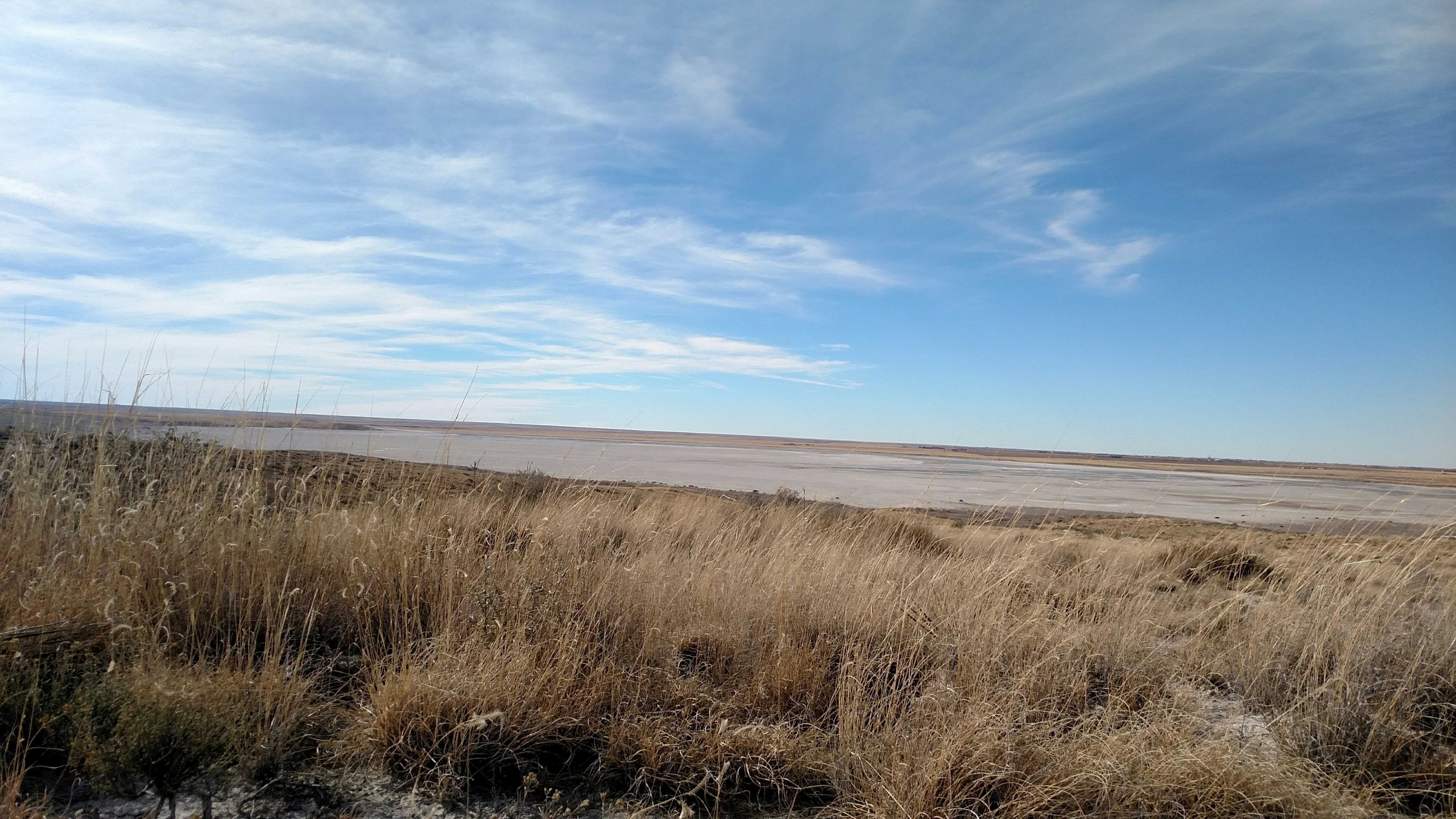 Golden grasses sway gently in the breeze against a vast, open landscape under a bright blue sky. The scene captures the tranquility of nature's expanse.