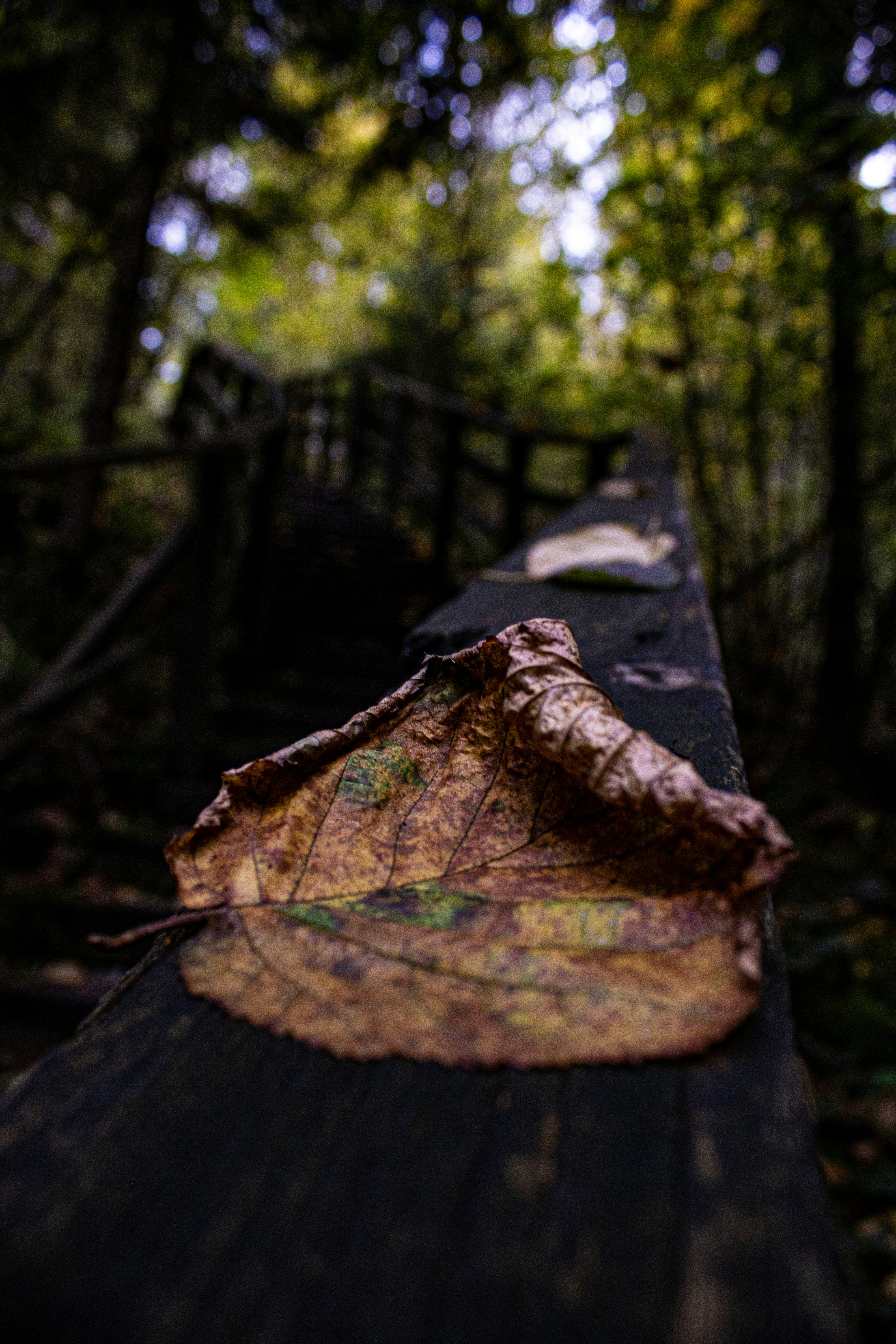 brown dried leaf on brown wood log