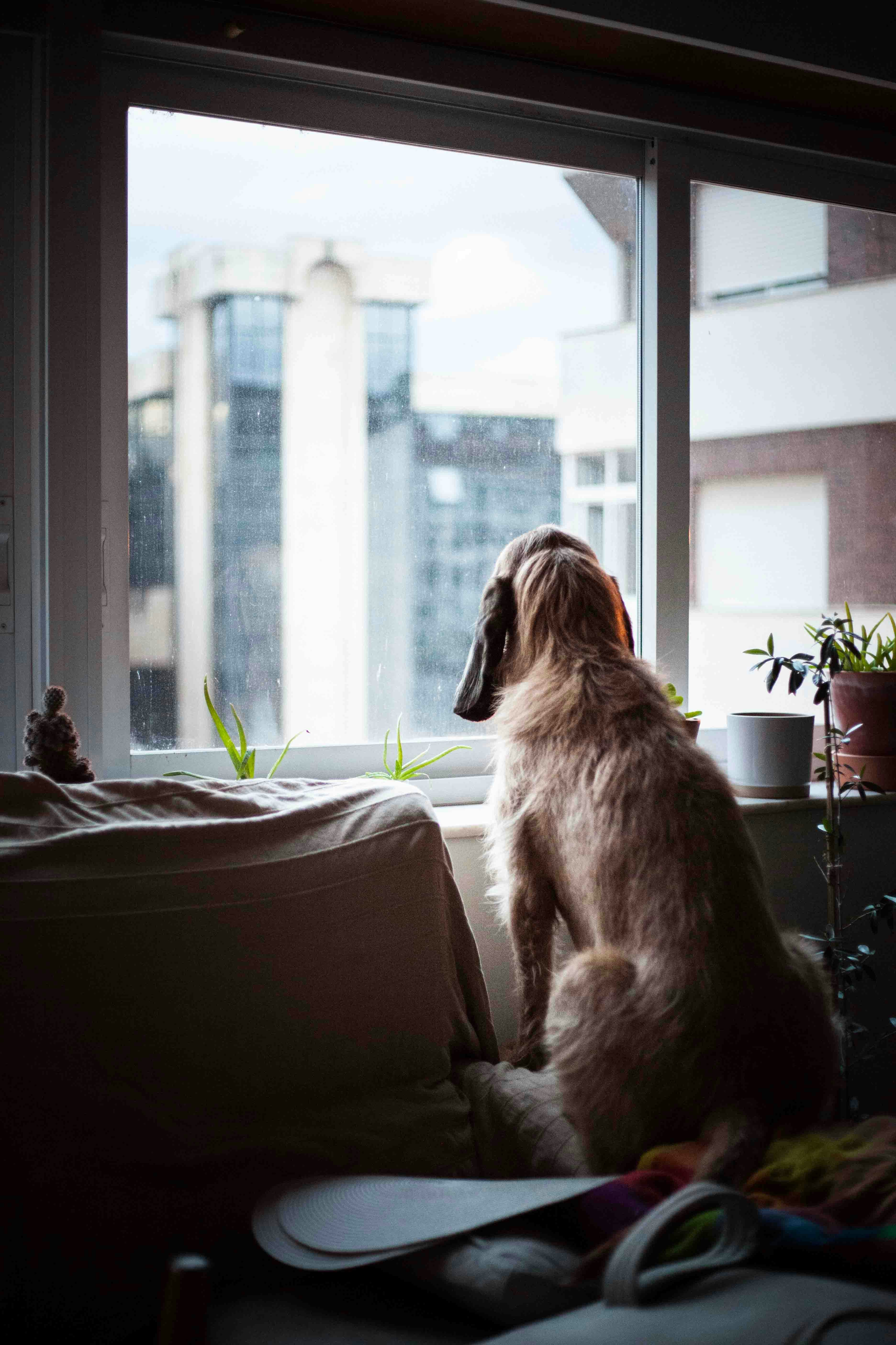 A dog gazes out the window, observing the world beyond while surrounded by cozy home elements. The scene captures a tranquil moment of curiosity and contemplation.
