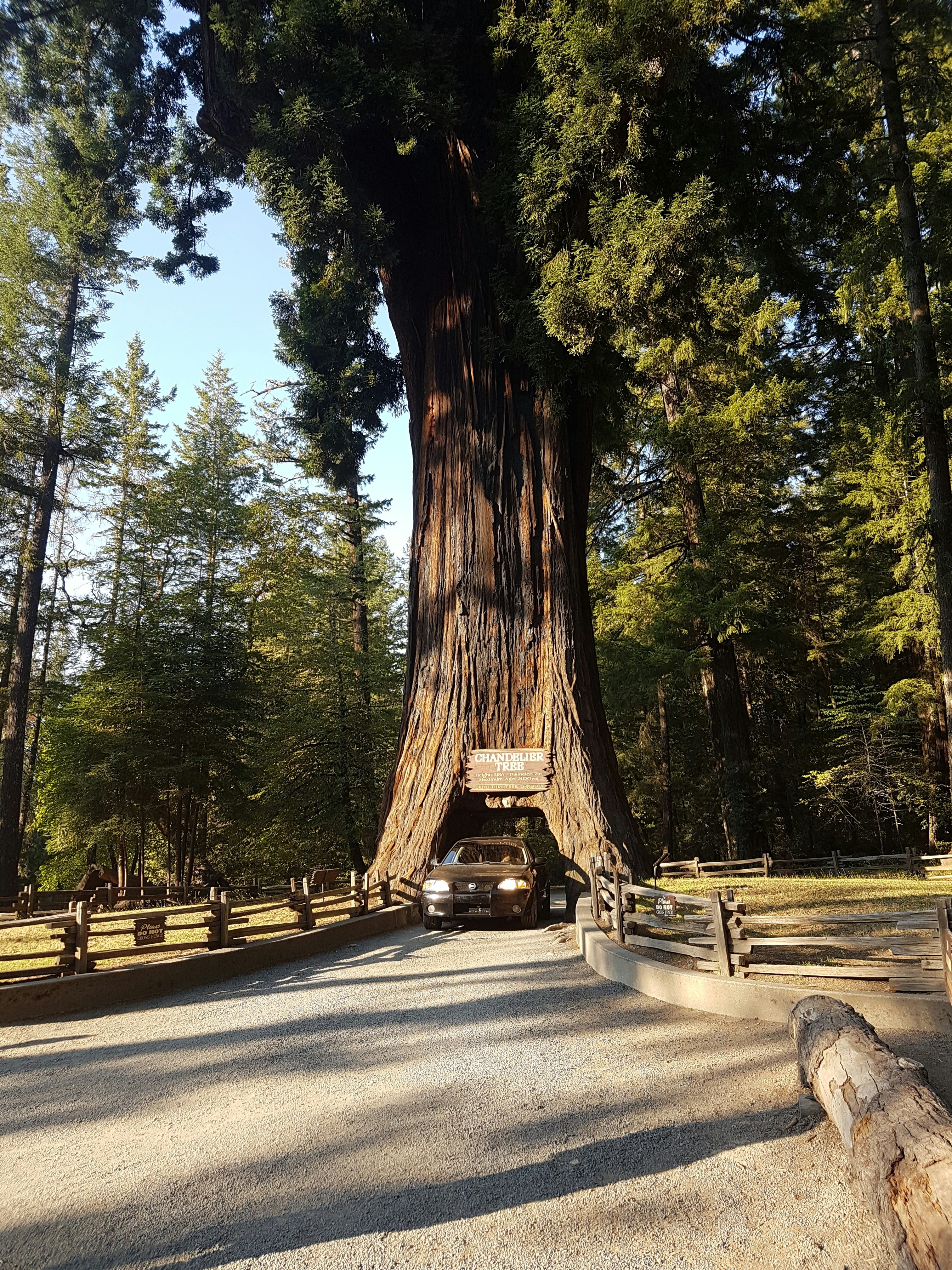 Car passes through a giant tree in California. Hasmik Ghazaryan Olson