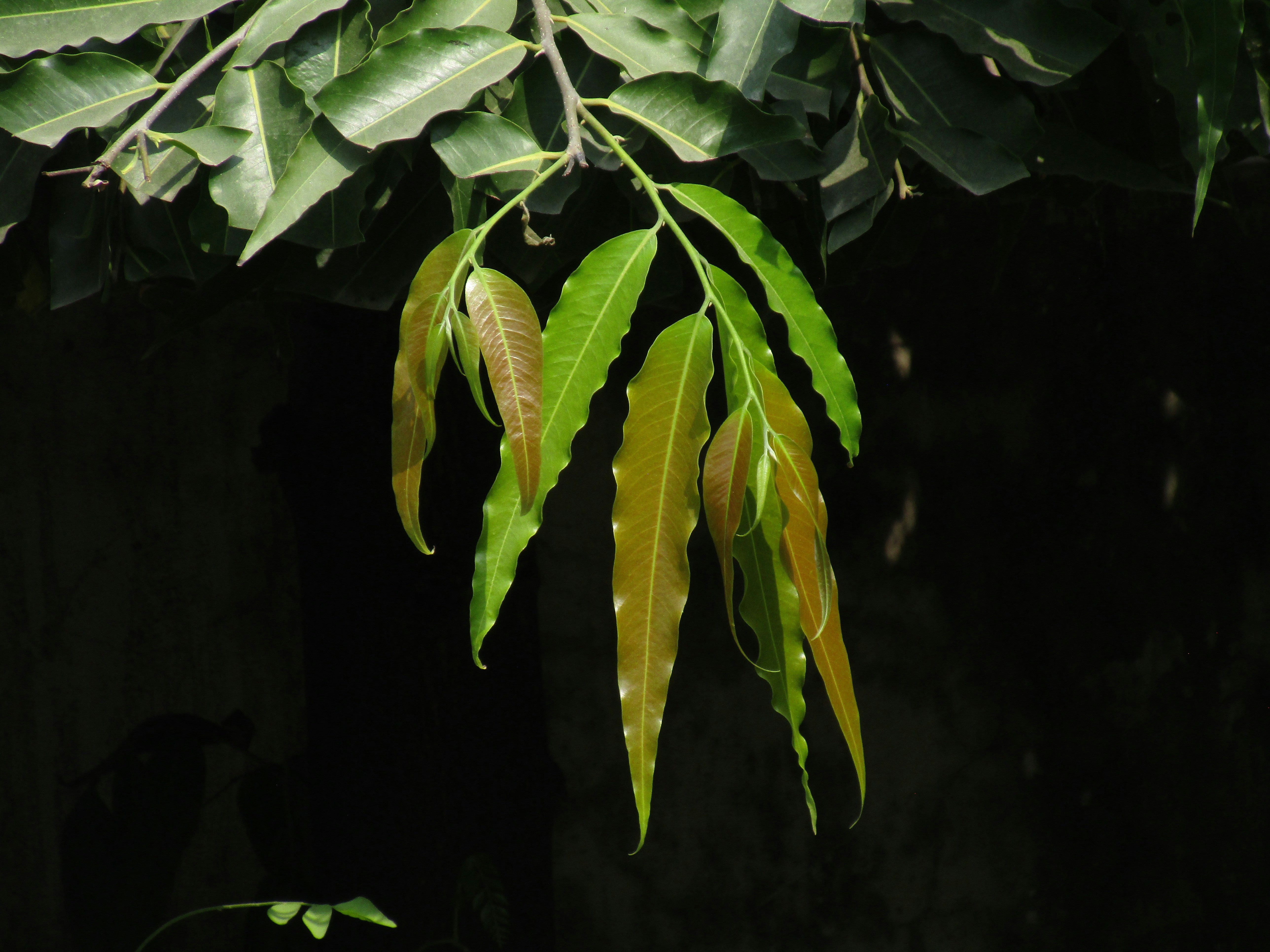 Vibrant green and golden leaves hang gracefully against a dark backdrop, showcasing the beauty of nature's growth.