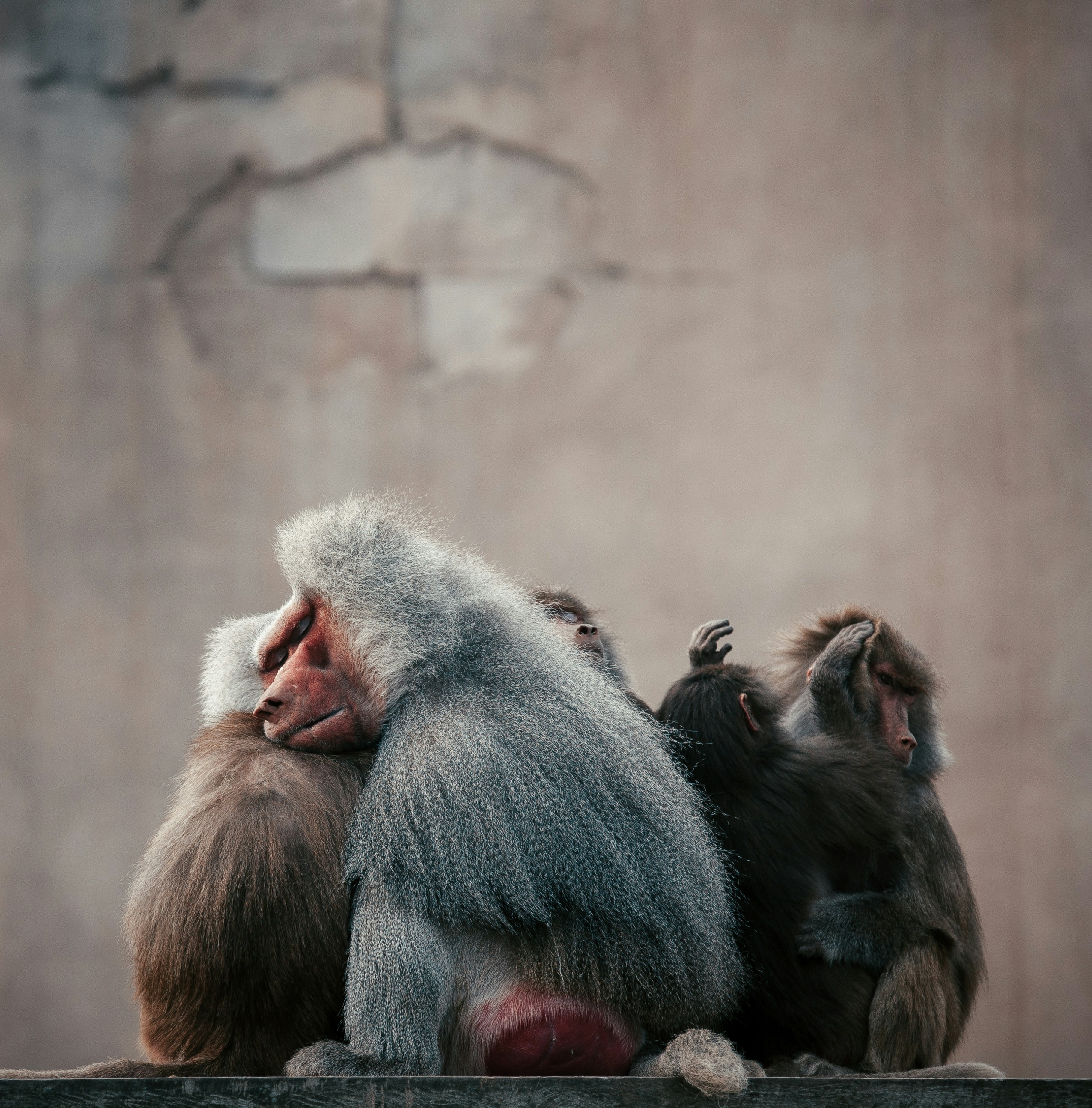 Day at the zoo.